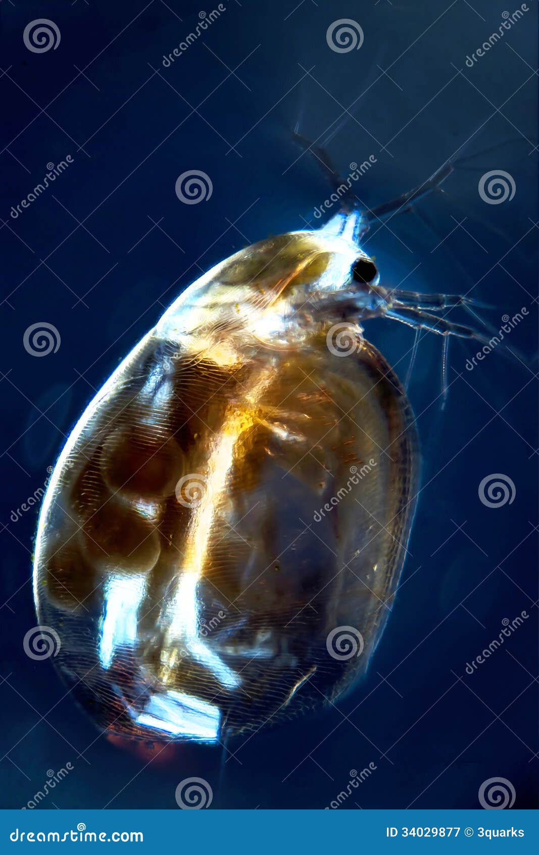 Water Flea Daphnia Magna Is A Small Planktonic Crustacean Under ...