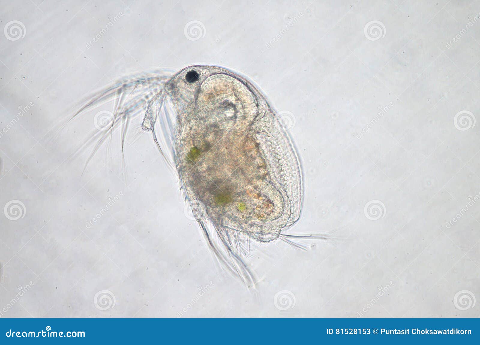 Water Flea Daphnia Magna Is A Small Planktonic Crustacean Under ...
