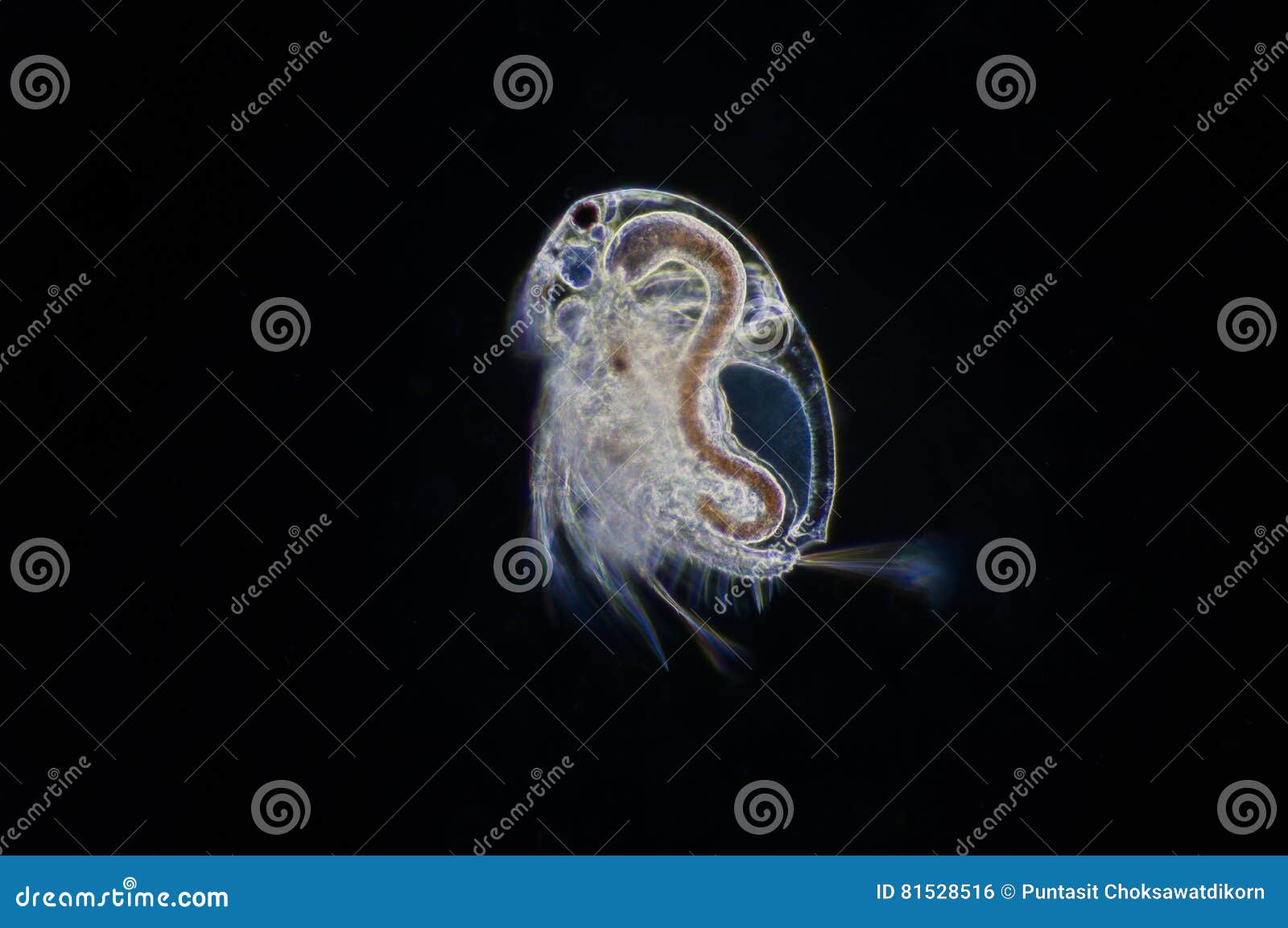 Water Flea Daphnia Magna Is A Small Planktonic Crustacean Under ...