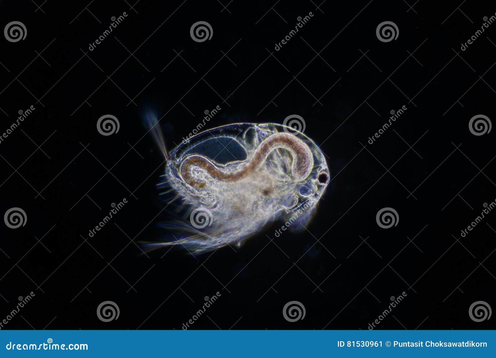 Water flea stock image. Image of anatomy, flora, isolated - 81530961