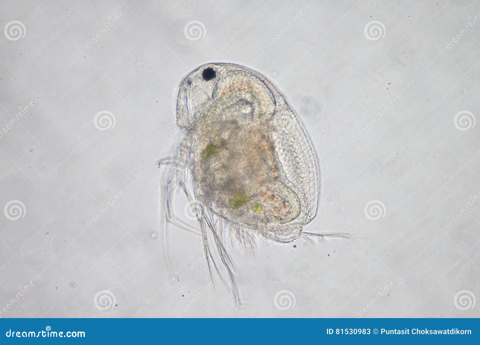 Water Flea Daphnia Magna Is A Small Planktonic Crustacean Under ...