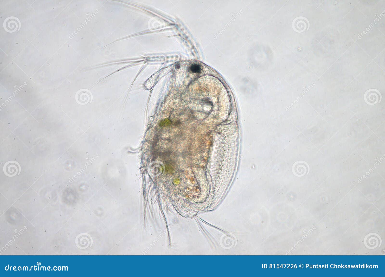 Water flea stock photo. Image of laboratory, cell, heartbeat - 81547226