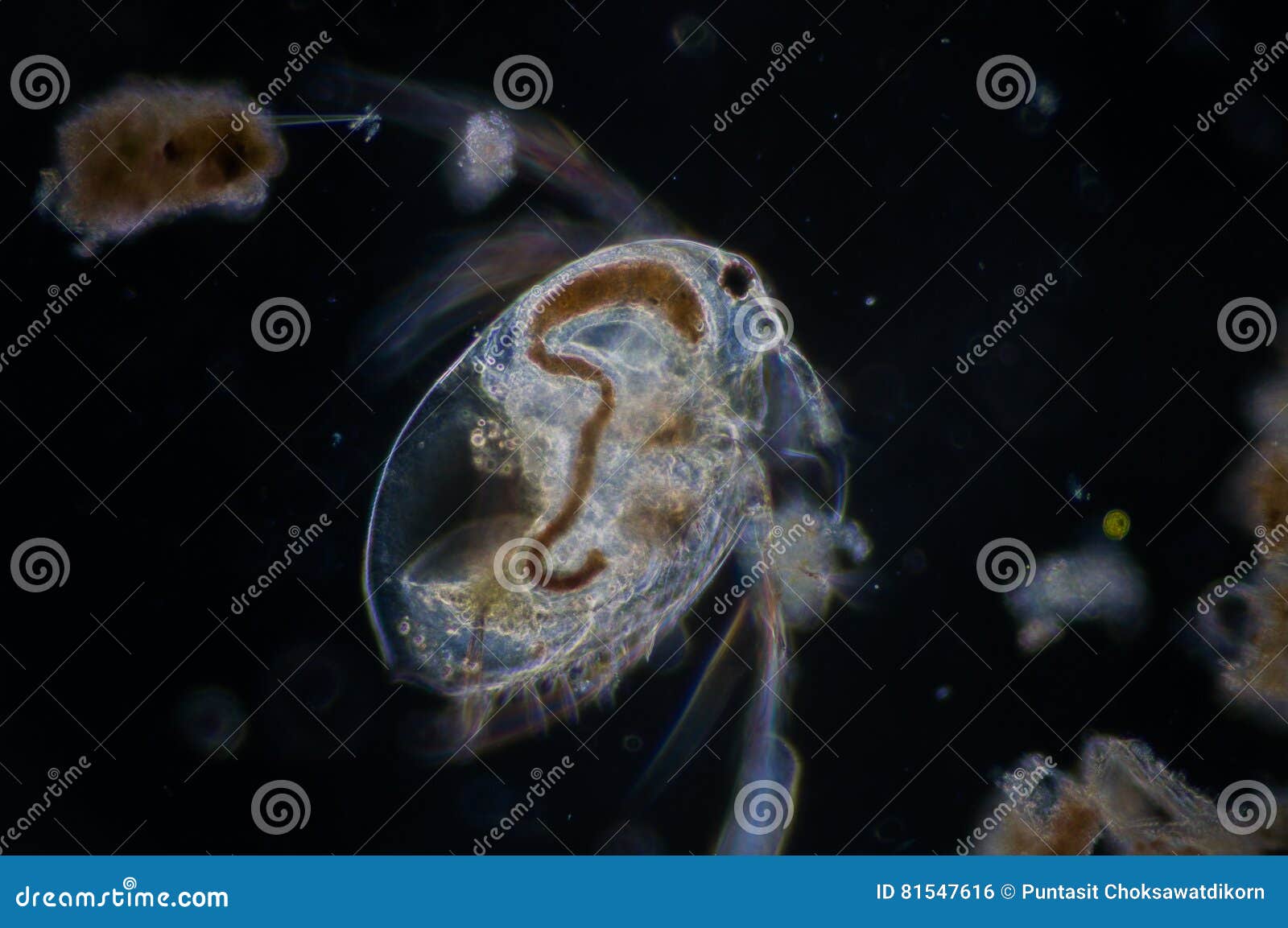 Water Flea Daphnia Magna Is A Small Planktonic Crustacean Under ...