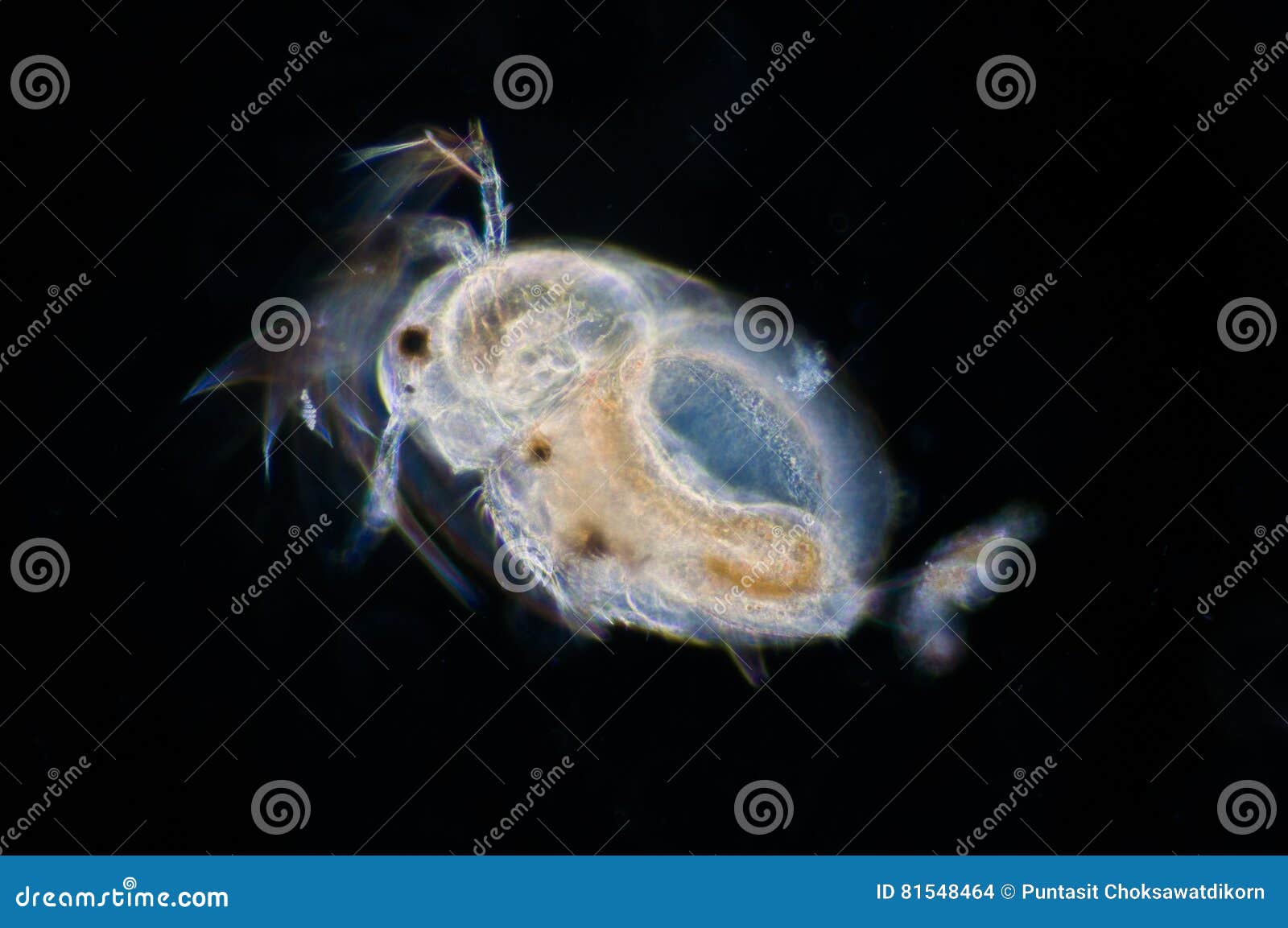 Water Flea Daphnia Magna Is A Small Planktonic Crustacean Under ...
