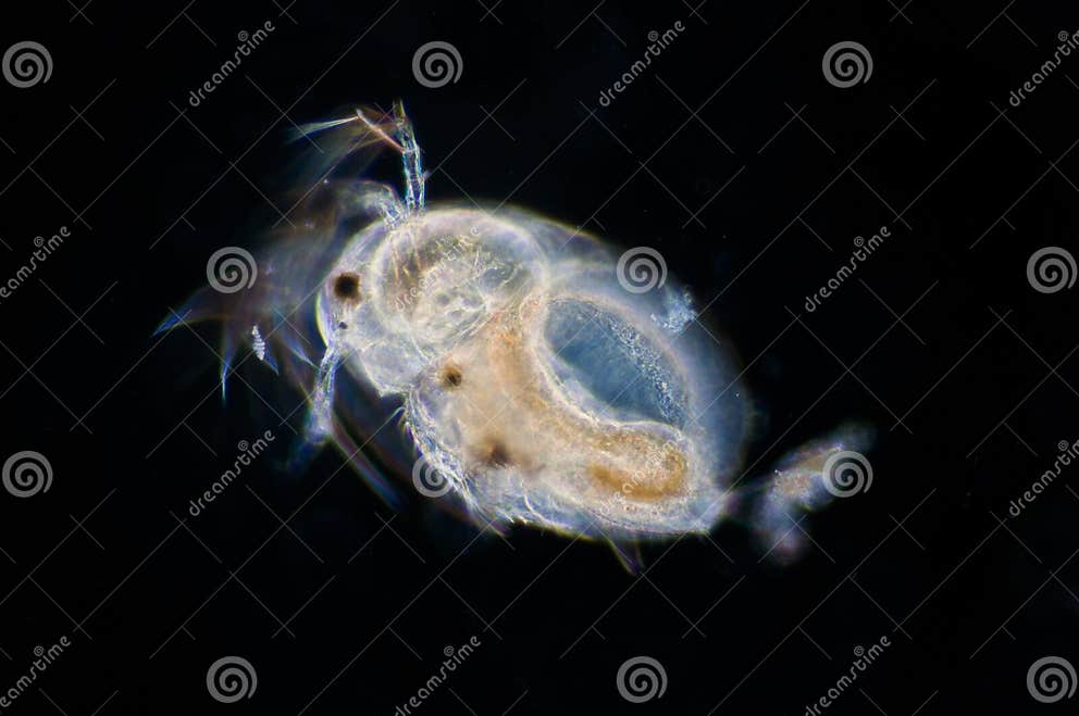 Water flea stock photo. Image of microscope, background - 81548464
