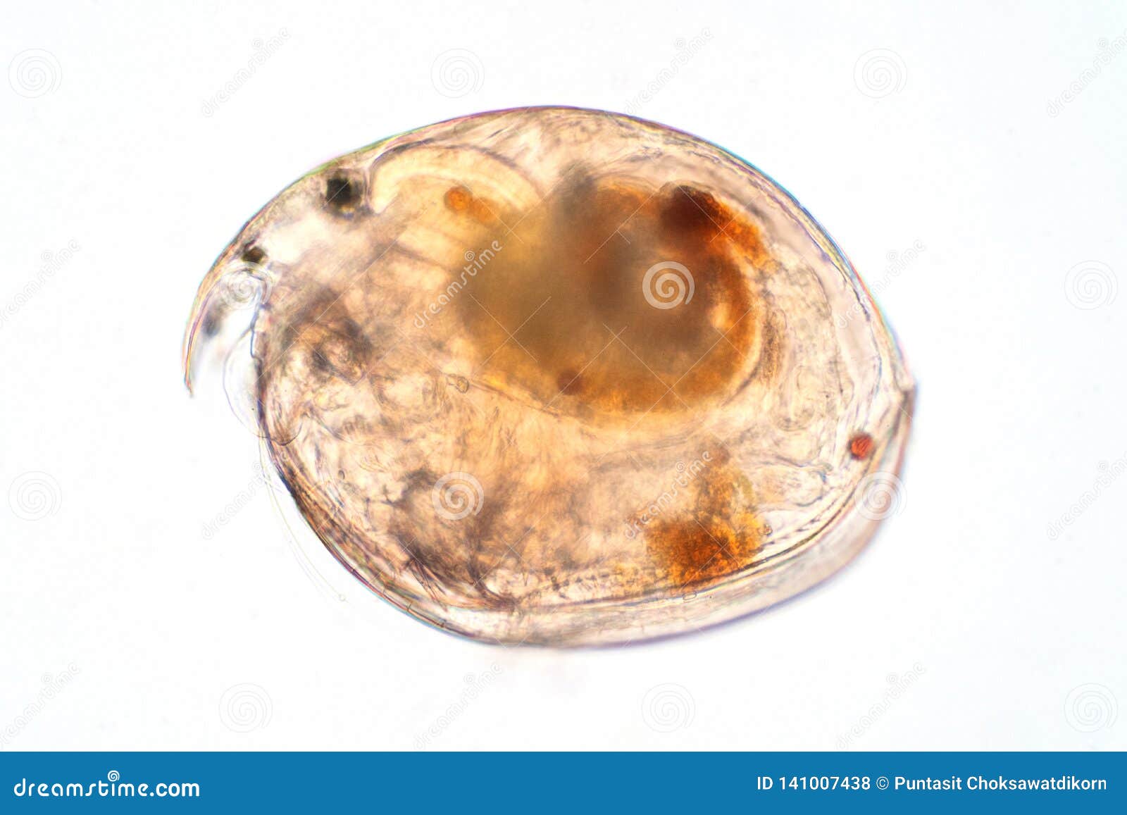 Water Flea Moina Macrocopa Under Microscope View Stock Photo - Image of ...