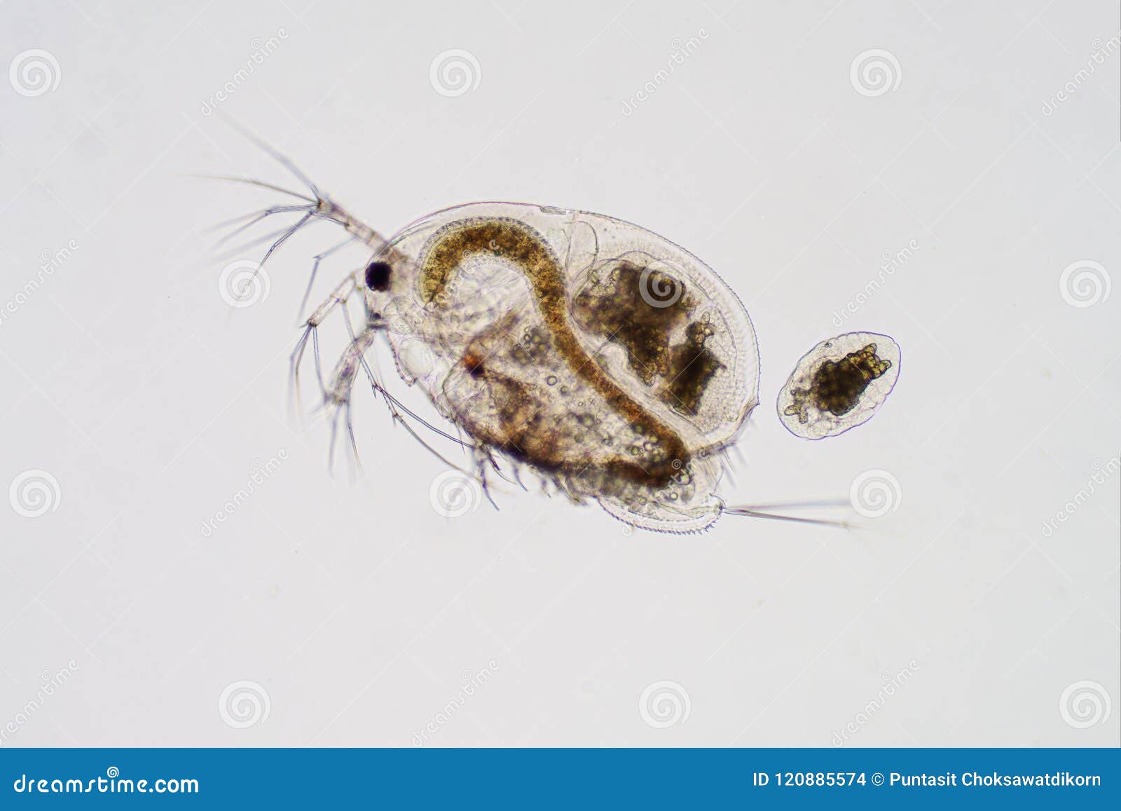 Water Flea Moina Macrocopa Under Microscope View Stock Photo - Image of ...