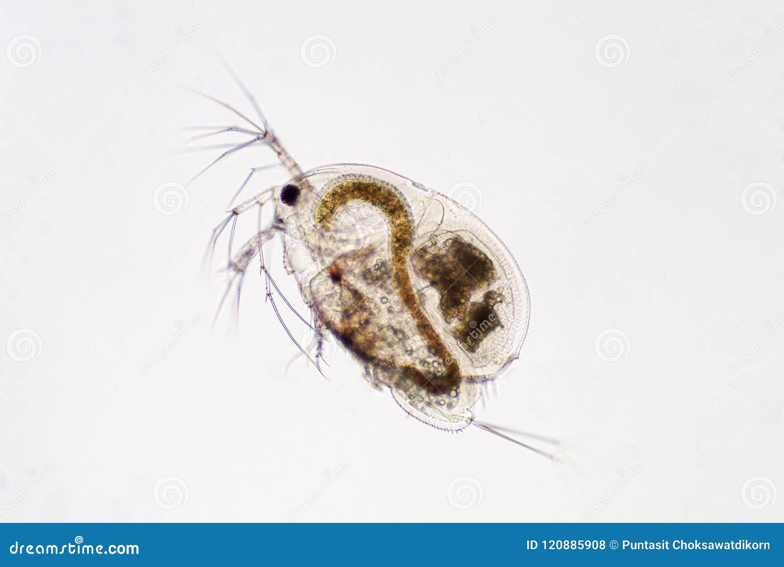 Water Flea Moina Macrocopa Under Microscope View Stock Photo - Image of ...