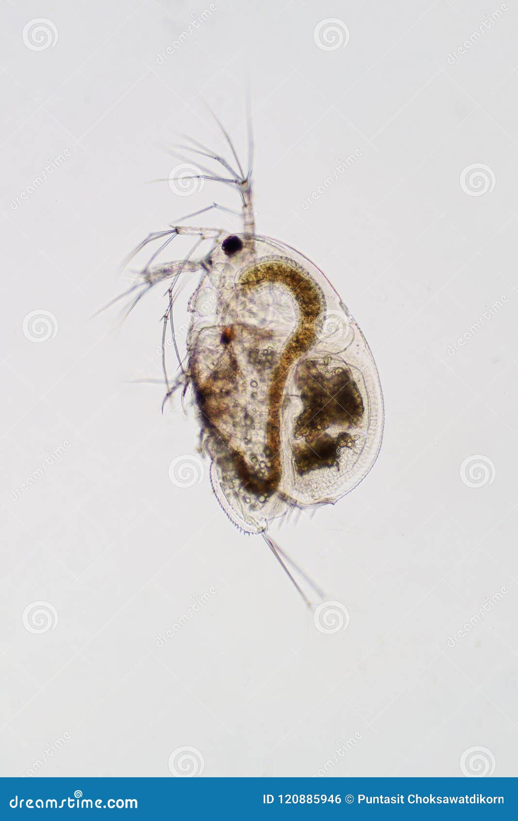 Water Flea Moina Macrocopa Under Microscope View Stock Photo - Image of ...
