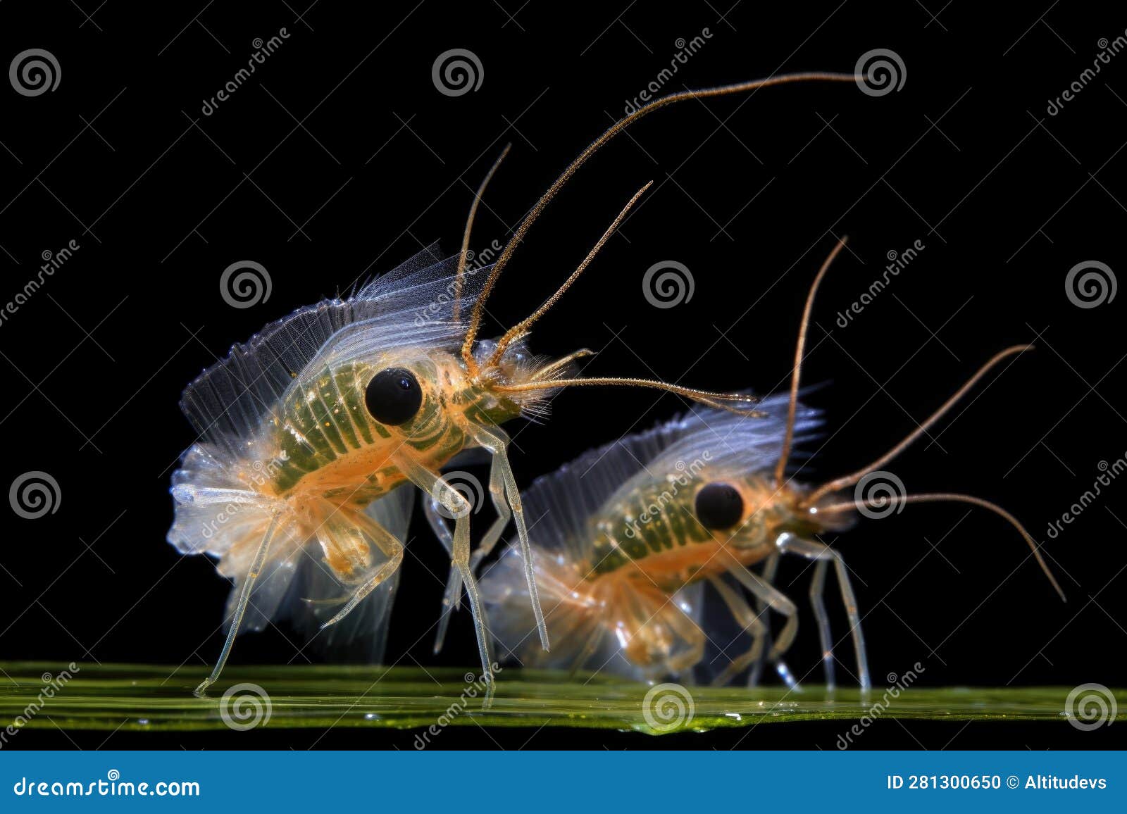 Water Fleas Daphnia Feeding on Microscopic Life Stock Illustration ...