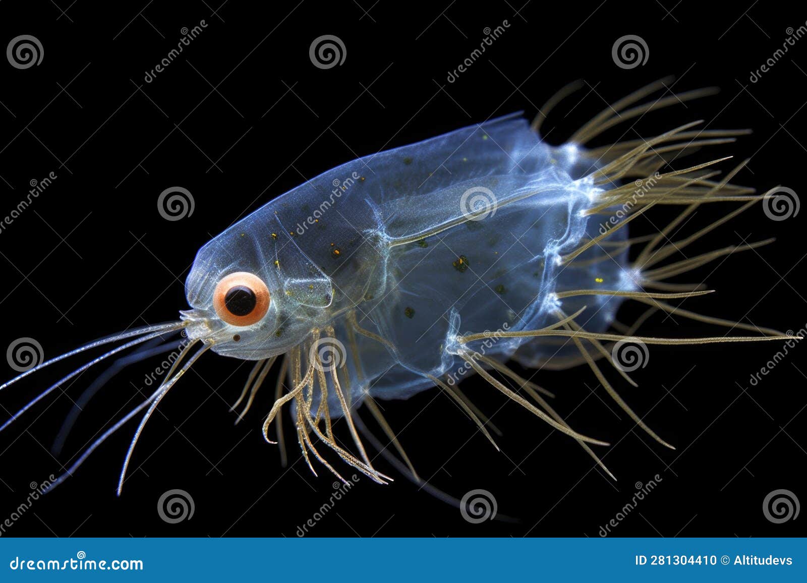 Water Fleas Daphnia Filtering Particles from the Water Stock ...