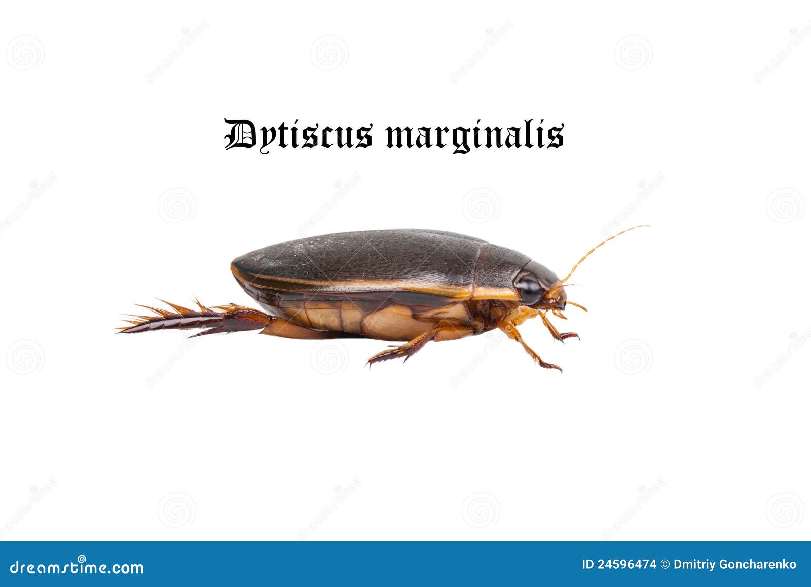 Water Floating Bug (Dytiscus Marginalis) Stock Photo - Image of ...