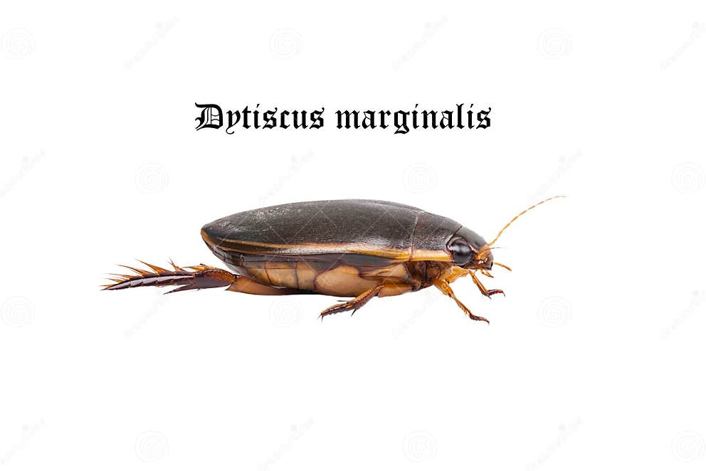 Water Floating Bug (Dytiscus Marginalis) Stock Photo - Image of ...