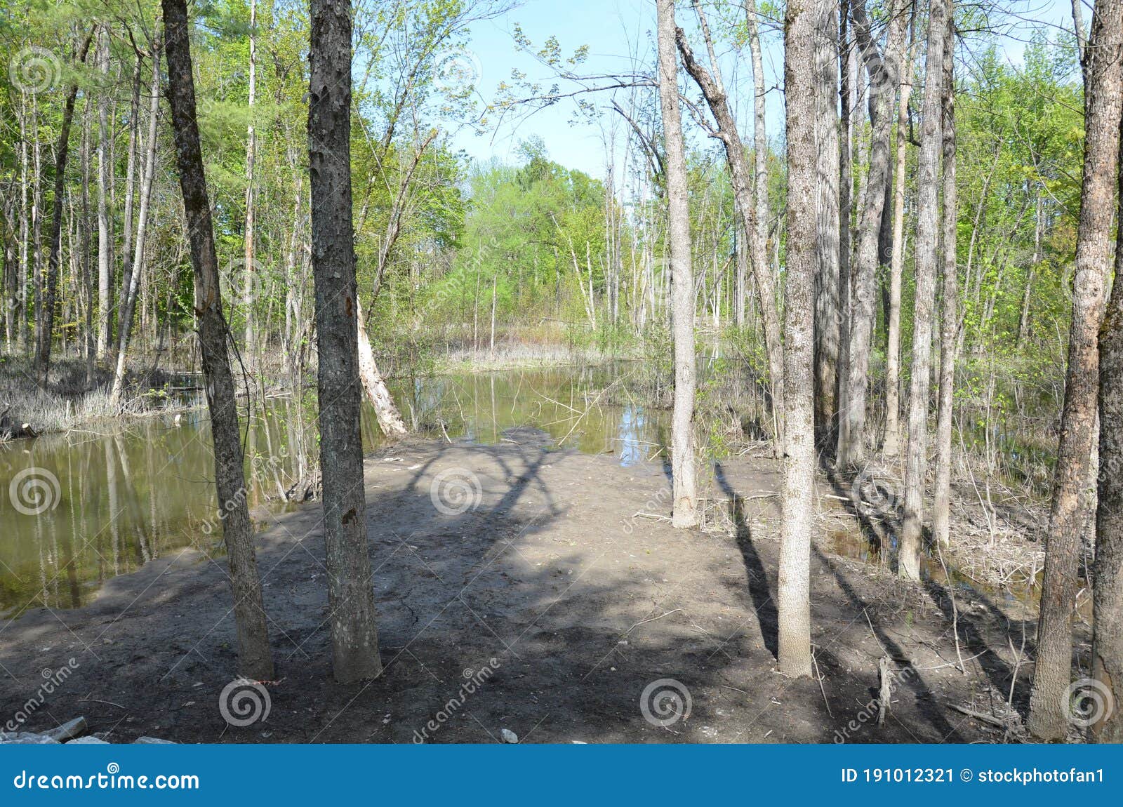 Water in Flooded Forest with Trees and Branches Stock Image - Image of ...