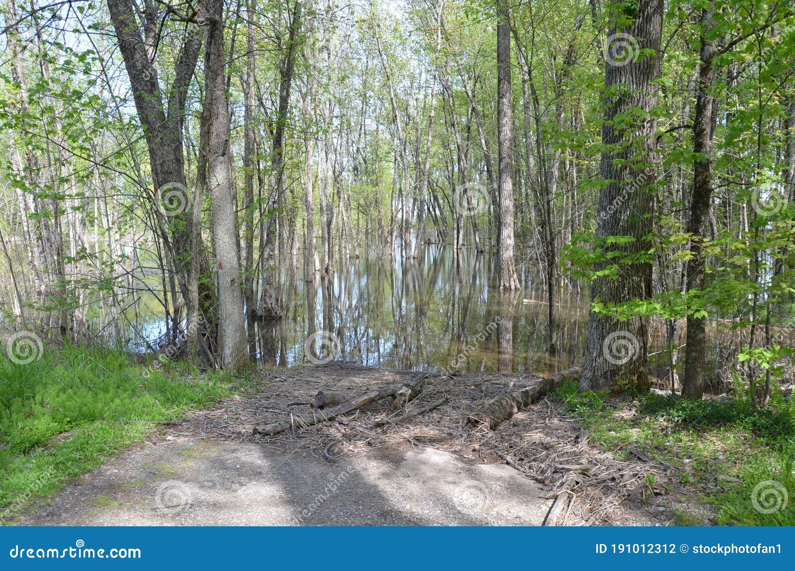 Water in Flooded Forest with Trees and Branches and Path Stock Photo ...
