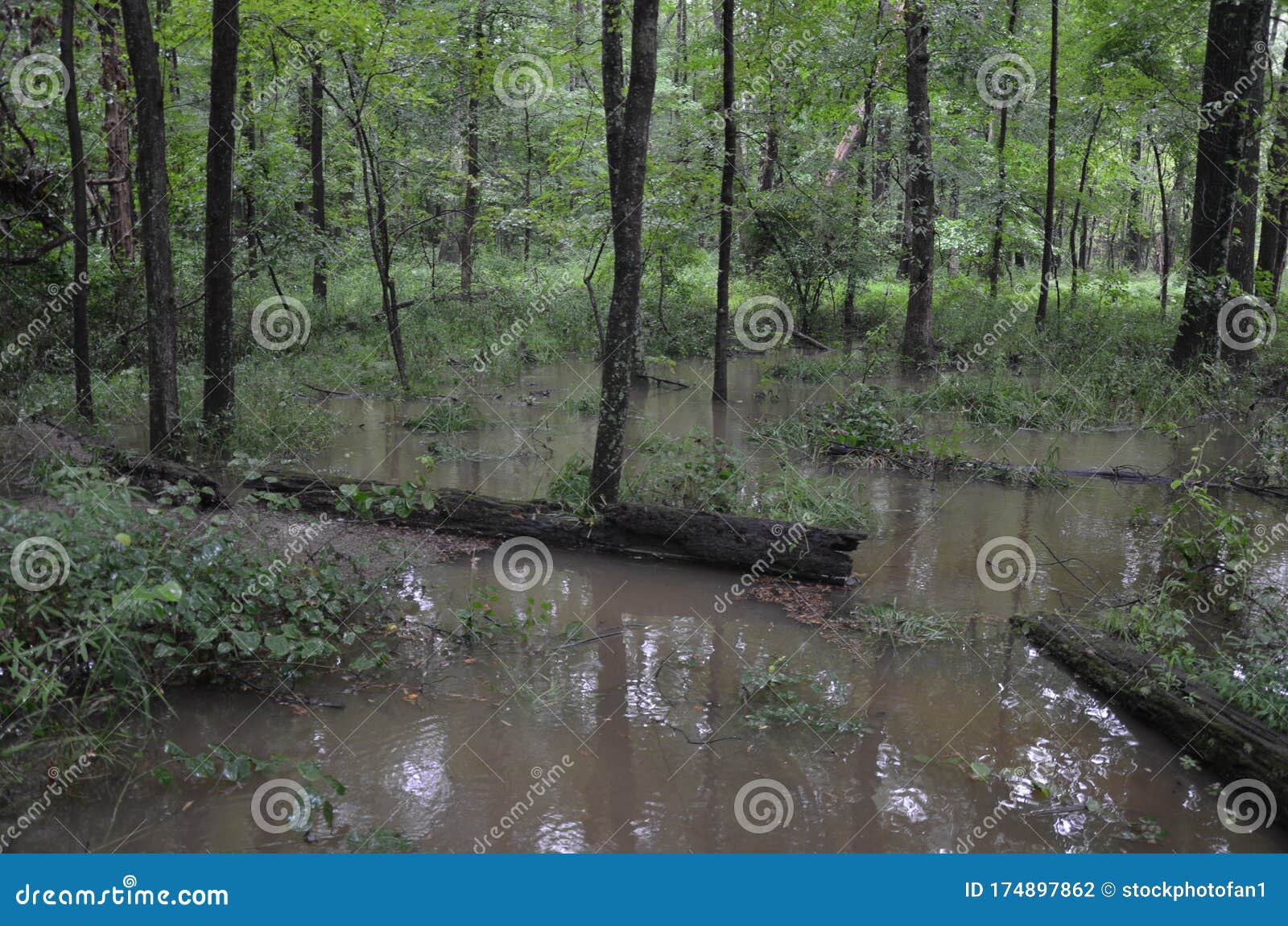 Water in Flooded Forest or Woods with Trees Stock Photo - Image of ...