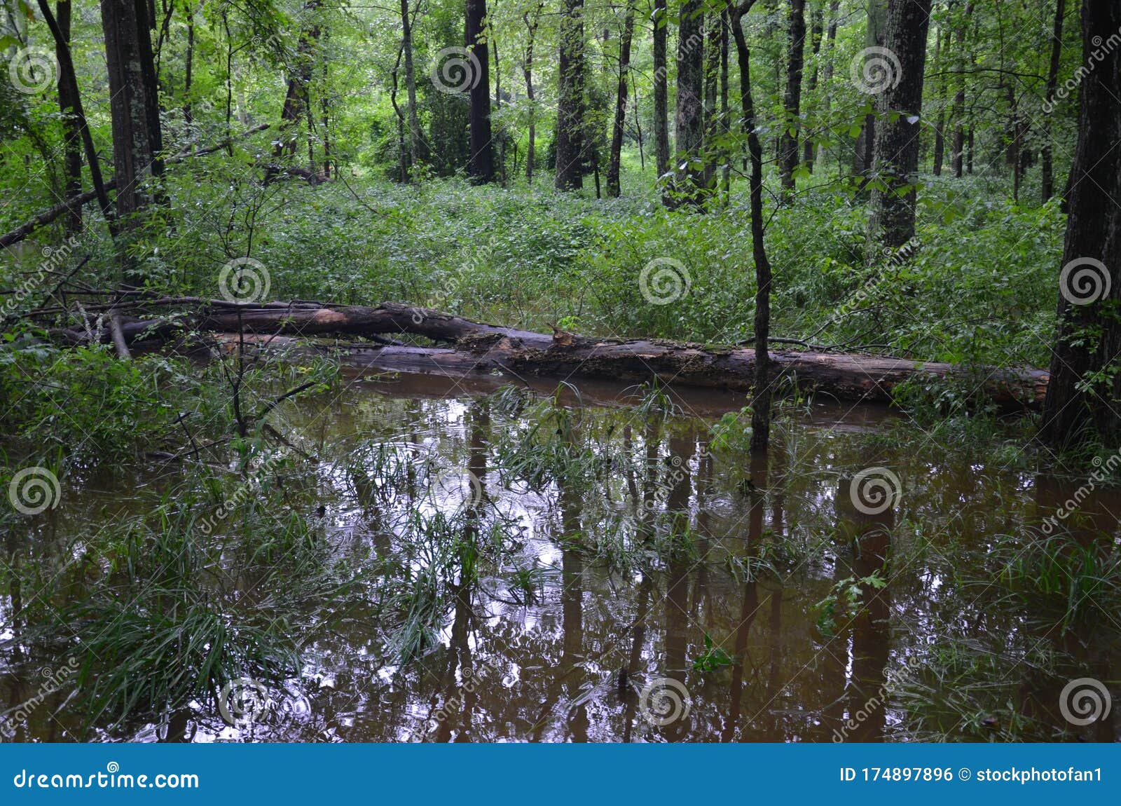Water in Flooded Forest or Woods with Trees Stock Photo - Image of ...