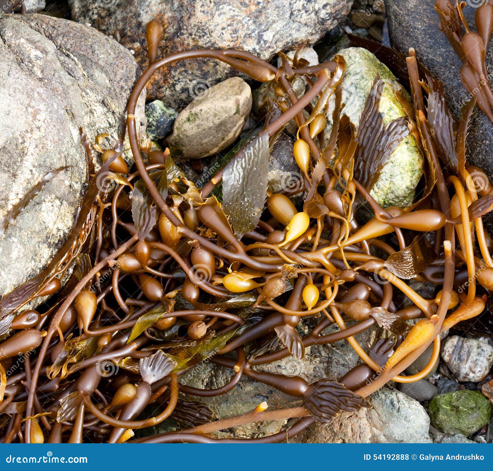 Water flora stock photo. Image of aqua, environment, summer - 54192888