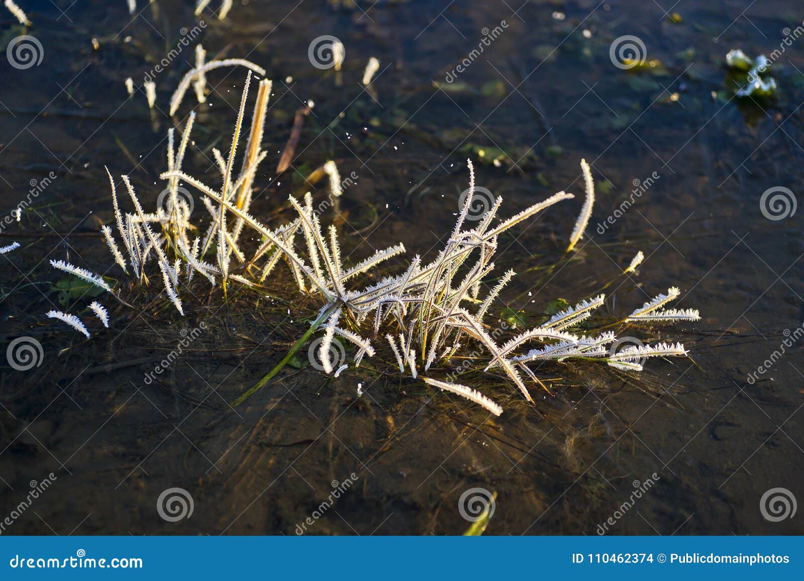 Water, Flora, Reflection, Grass Family Picture. Image: 110462374