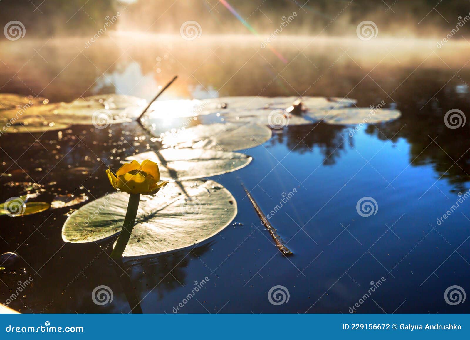 Water flora stock photo. Image of park, nature, aqua - 229156672