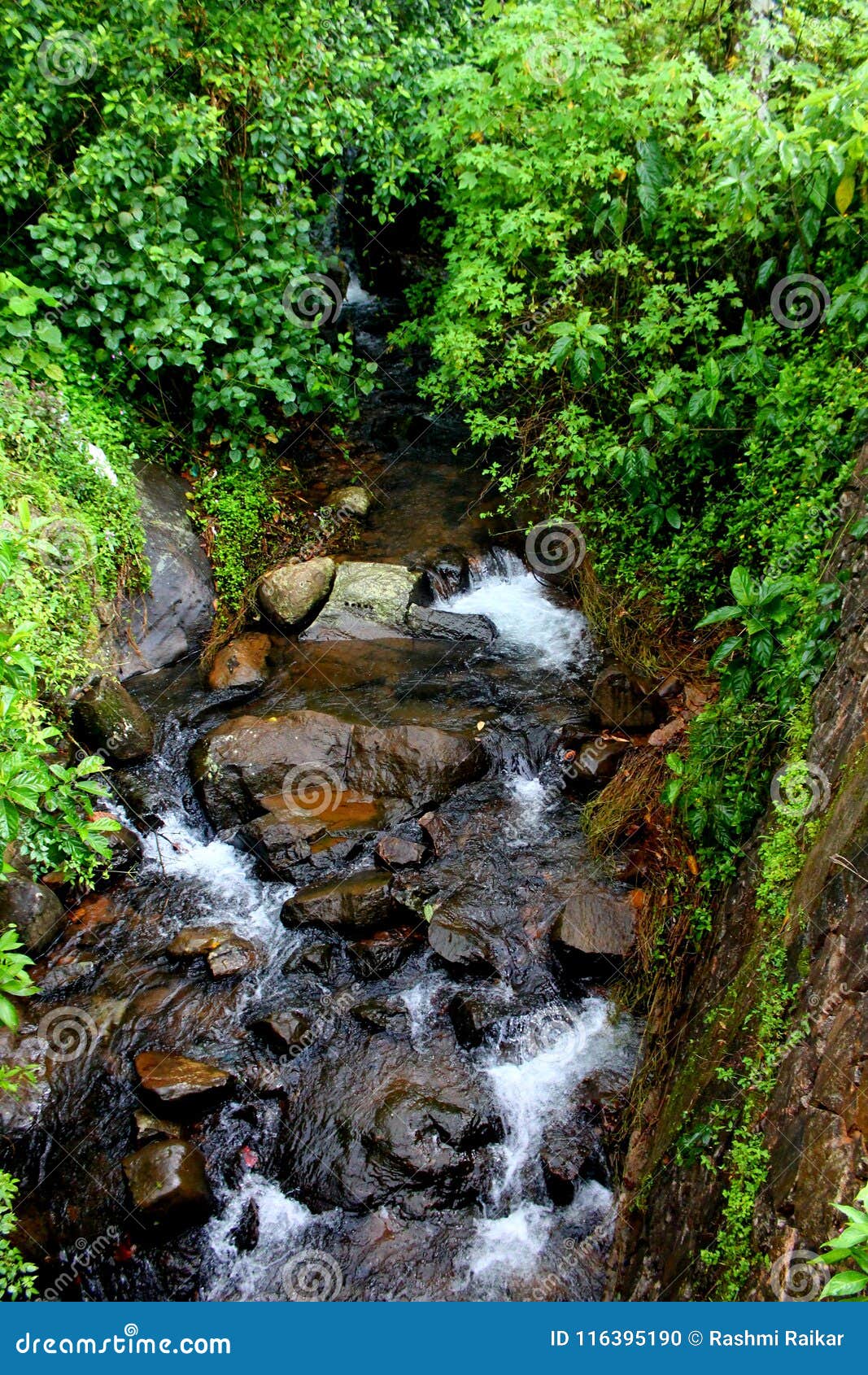 Water flow stock photo. Image of flavour, chikmaglur - 116395190
