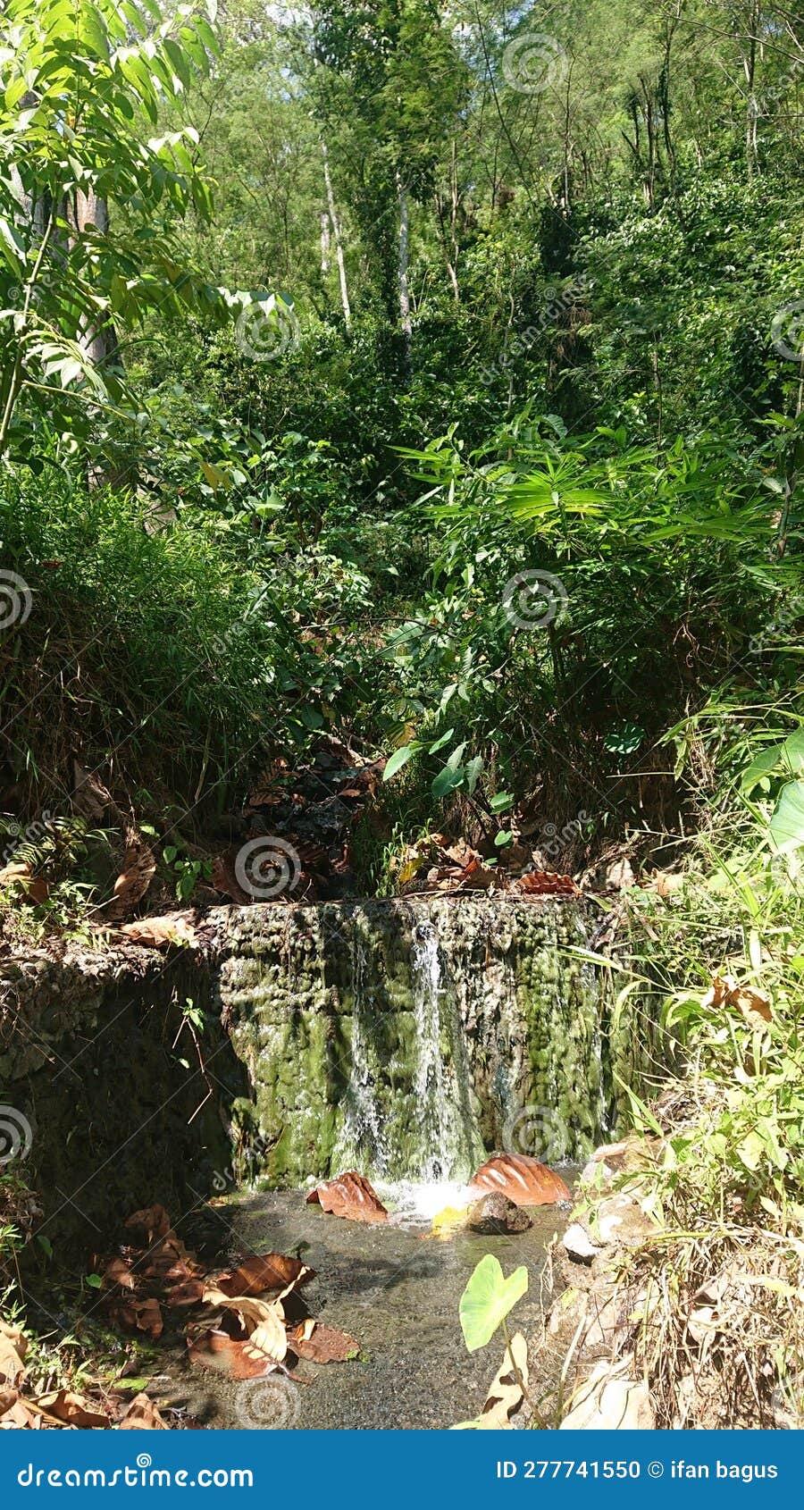 Water flow in the forest stock photo. Image of flow - 277741550