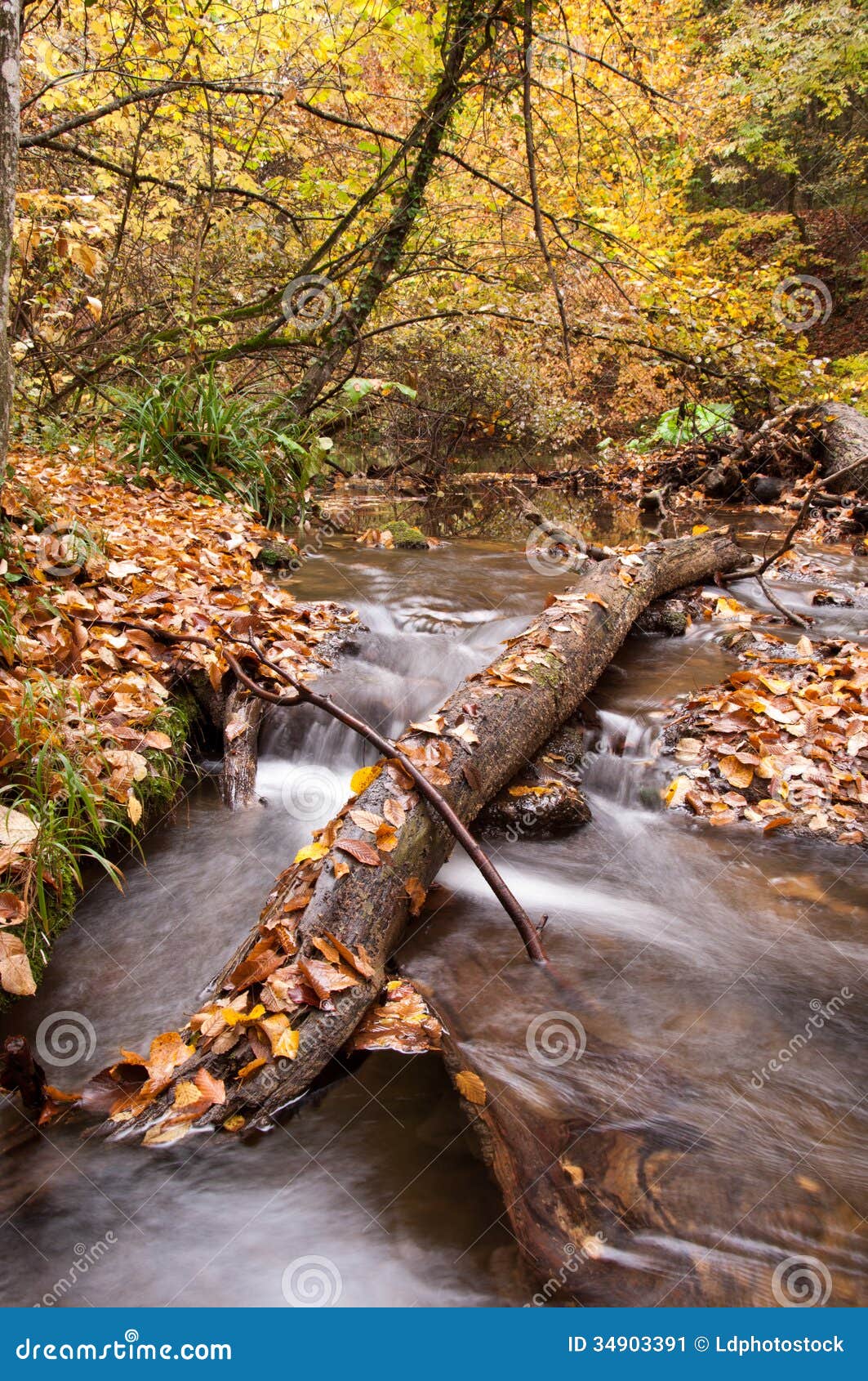Water flow in the forest stock image. Image of fall, fresh - 34903391