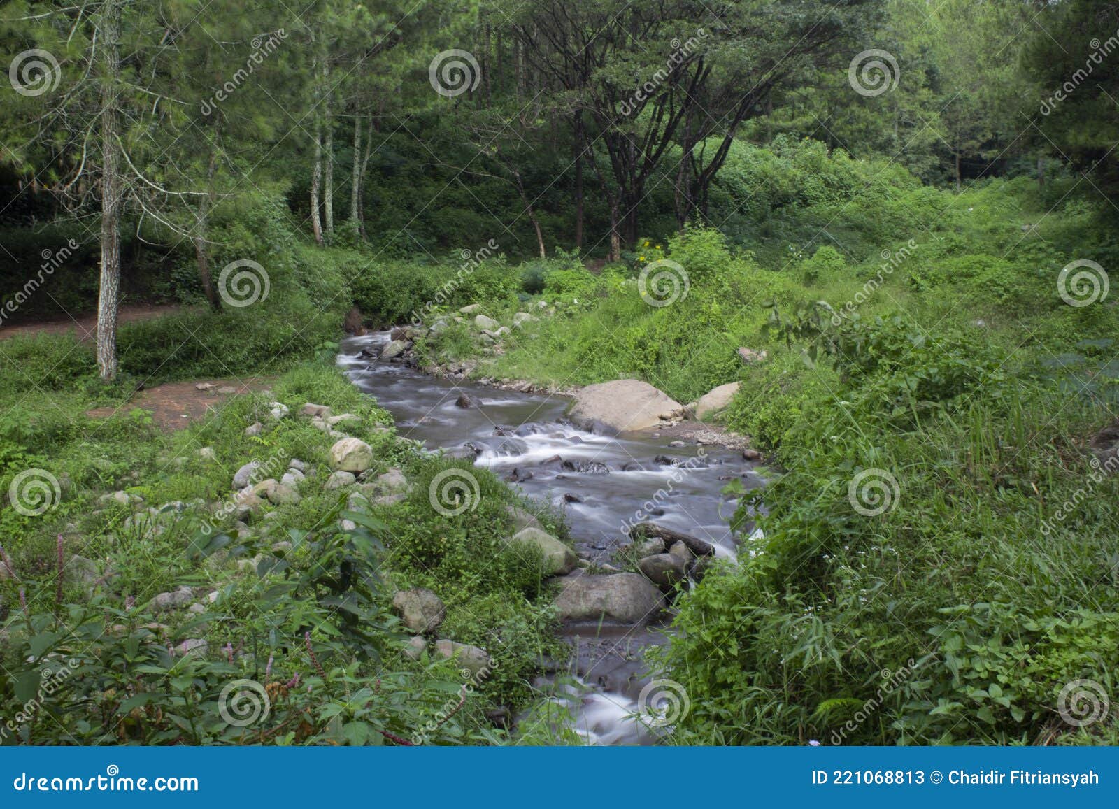 Water flow in the forest stock image. Image of long - 221068813
