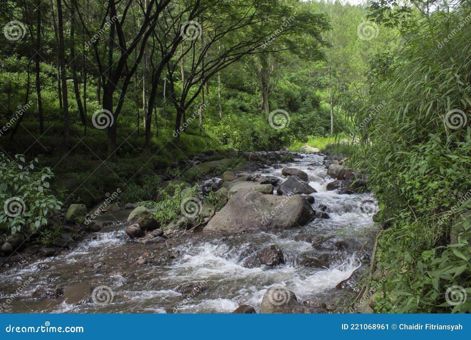 Water flow in the forest stock image. Image of environment - 221068961