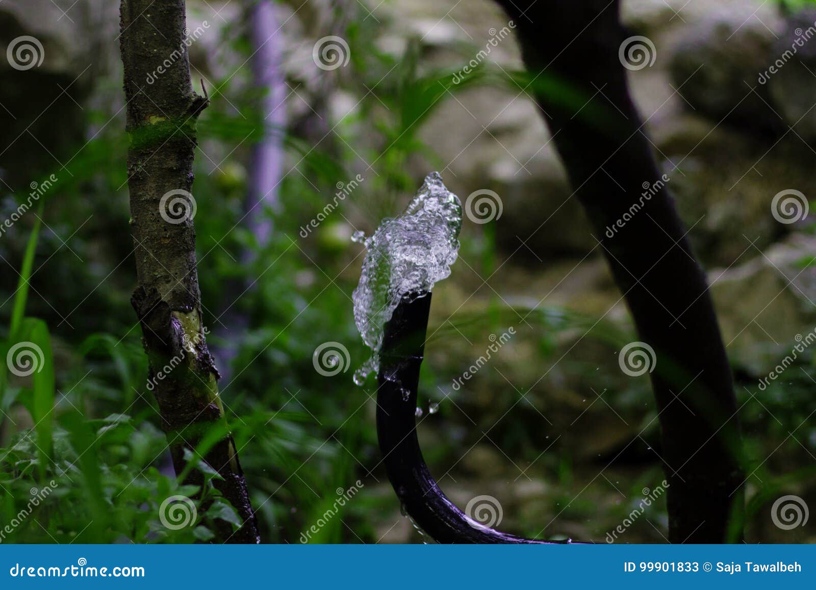 Water flow from hose stock image. Image of gardening - 99901833