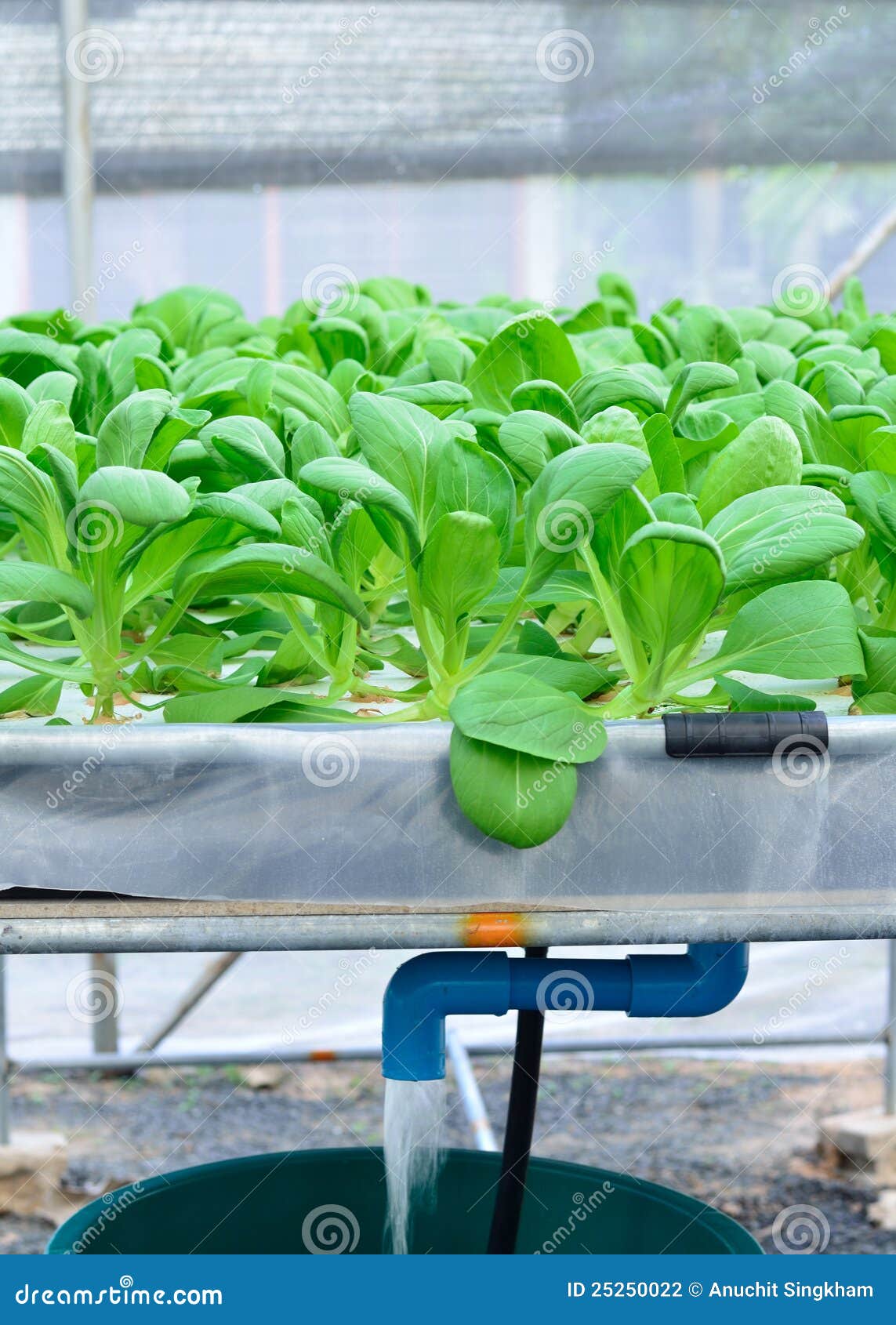 Water flow of hydroponic stock photo. Image of education - 25250022