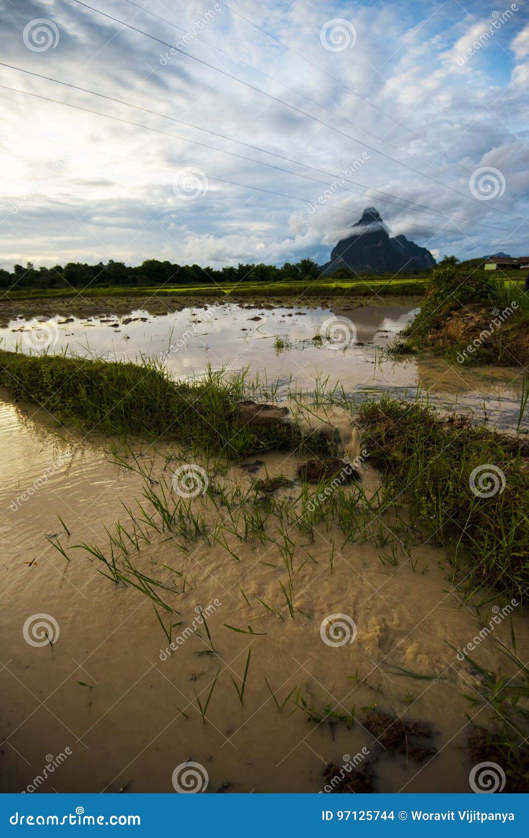 Water flow Rice field stock photo. Image of postcard - 97125744