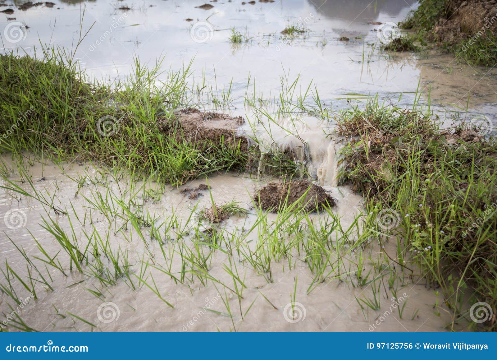 Water flow Rice field stock photo. Image of rice, thailand - 97125756