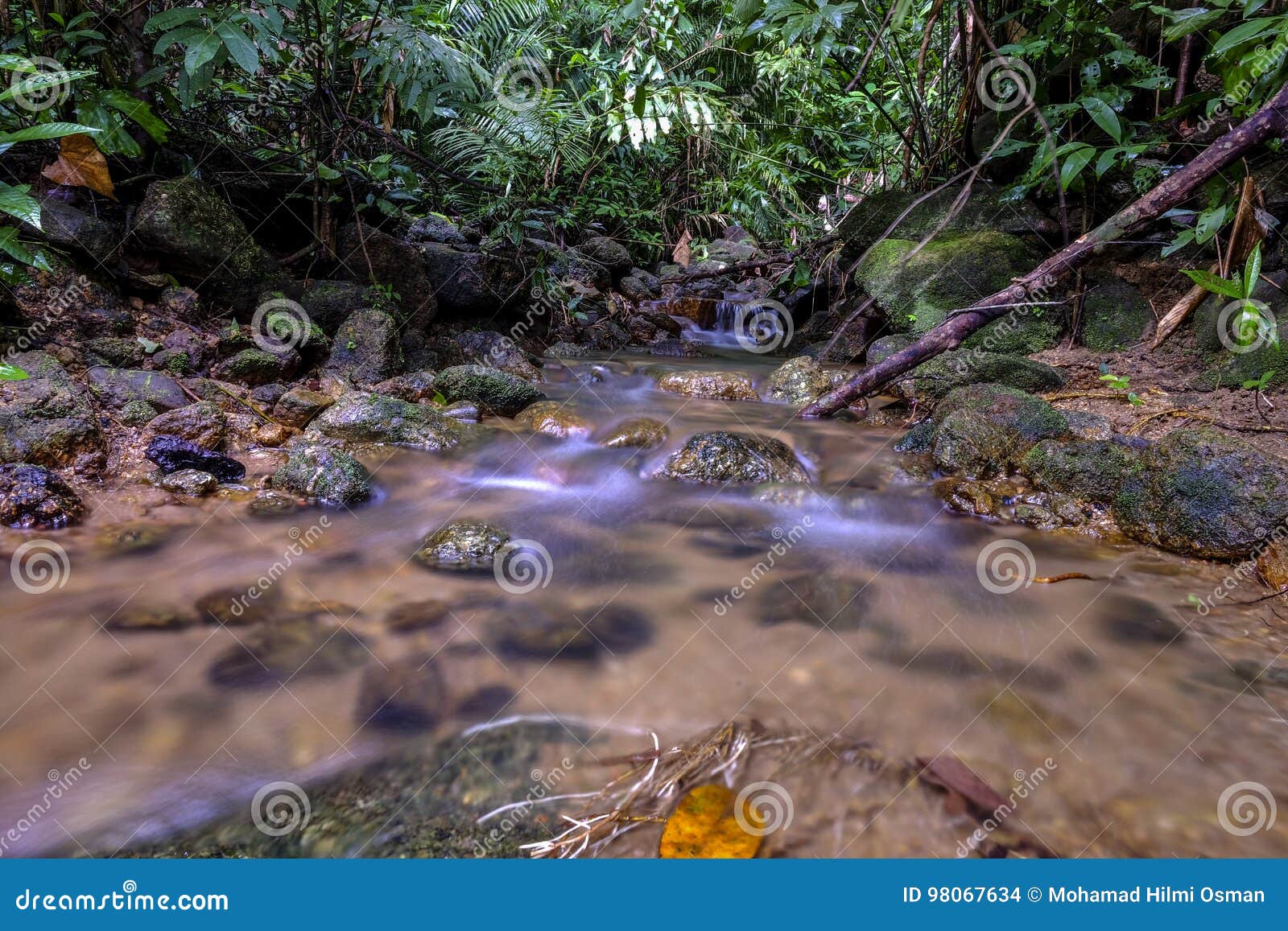 A Water Flow on the River in the Tropical Forest Stock Photo - Image of ...