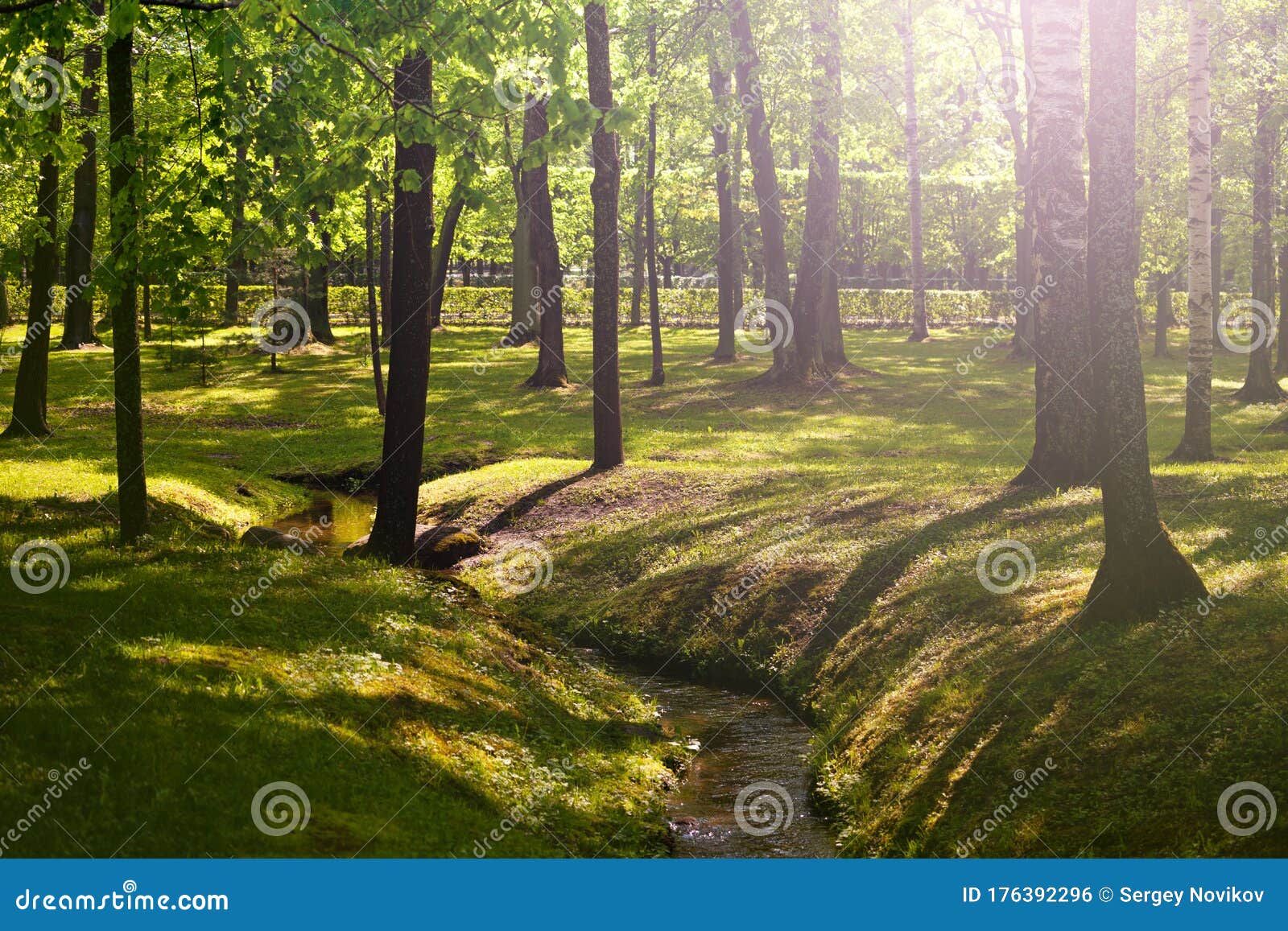 Water Flow in Small Creek at Spring Fresh Forest Stock Photo - Image of ...