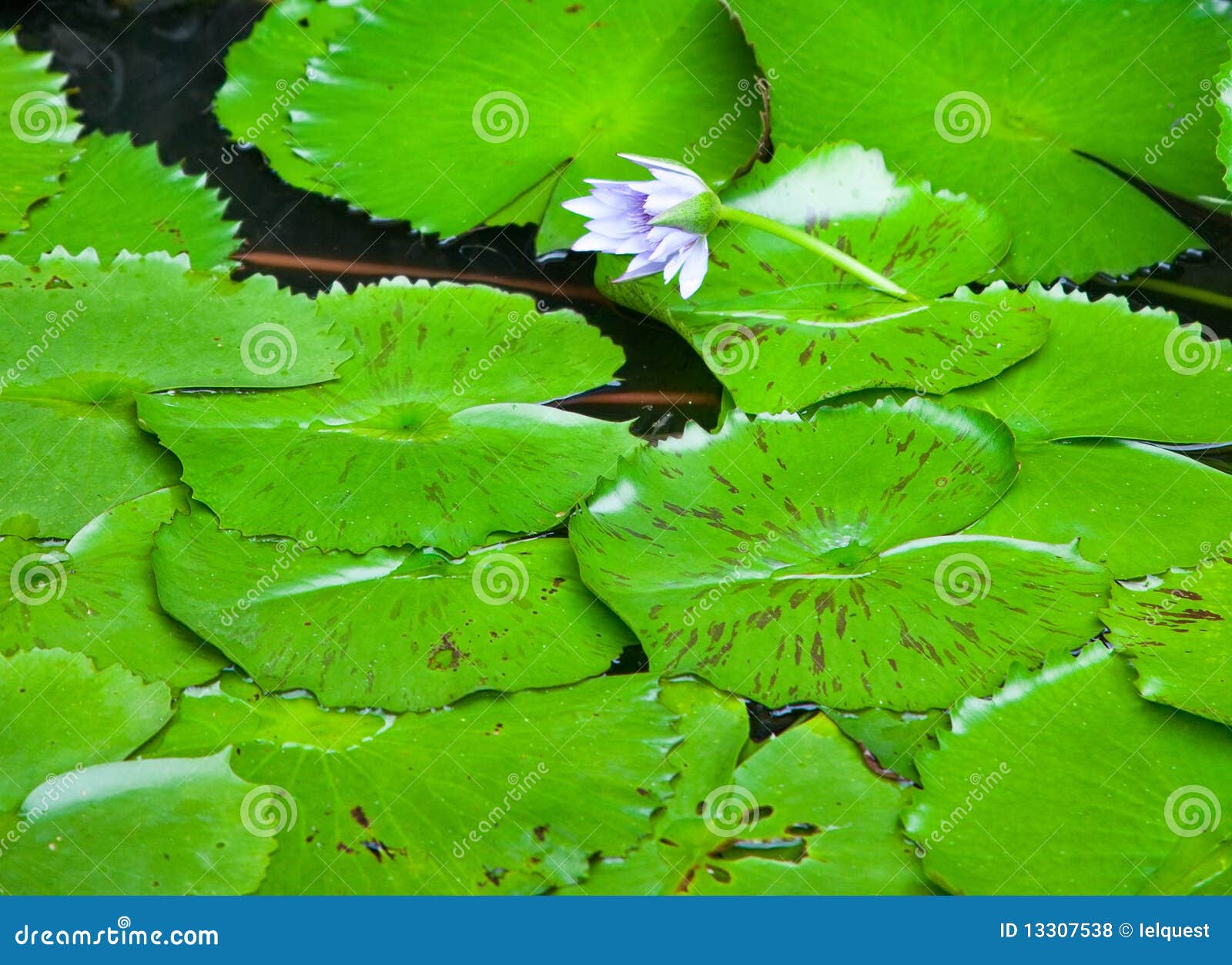 Water flower stock photo. Image of flower, relaxation - 13307538