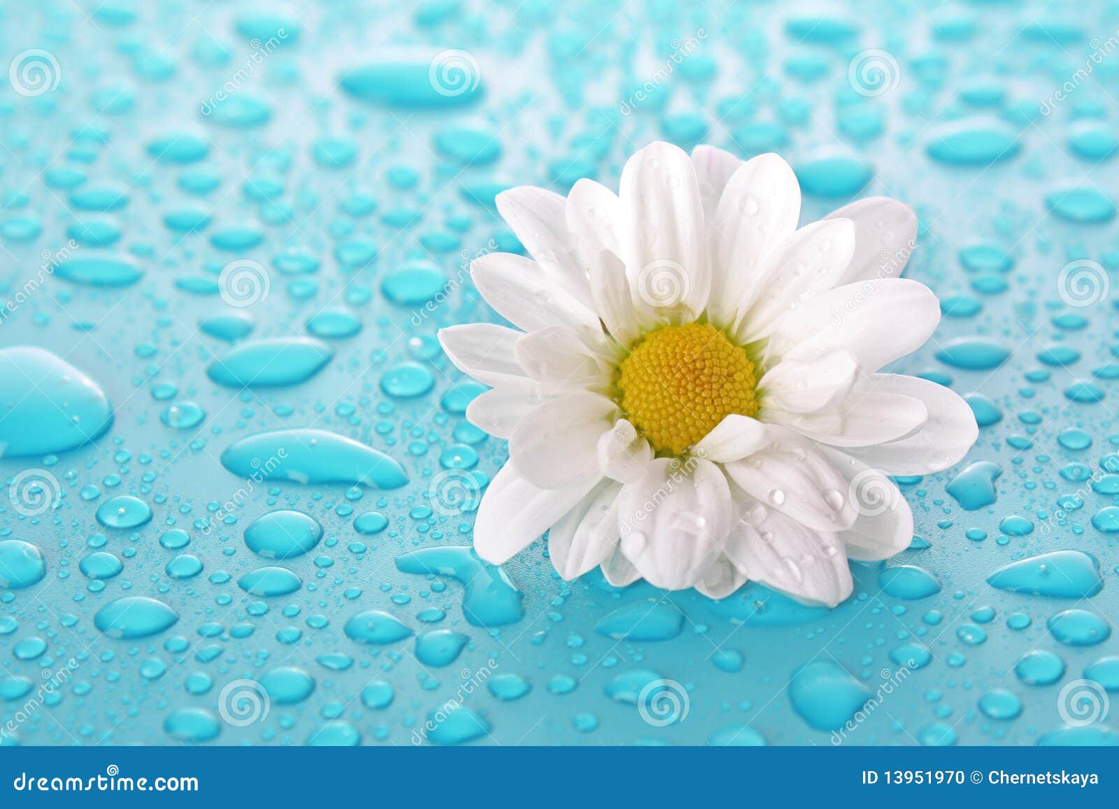 Water flower stock photo. Image of bulb, fresh, blossom - 13951970