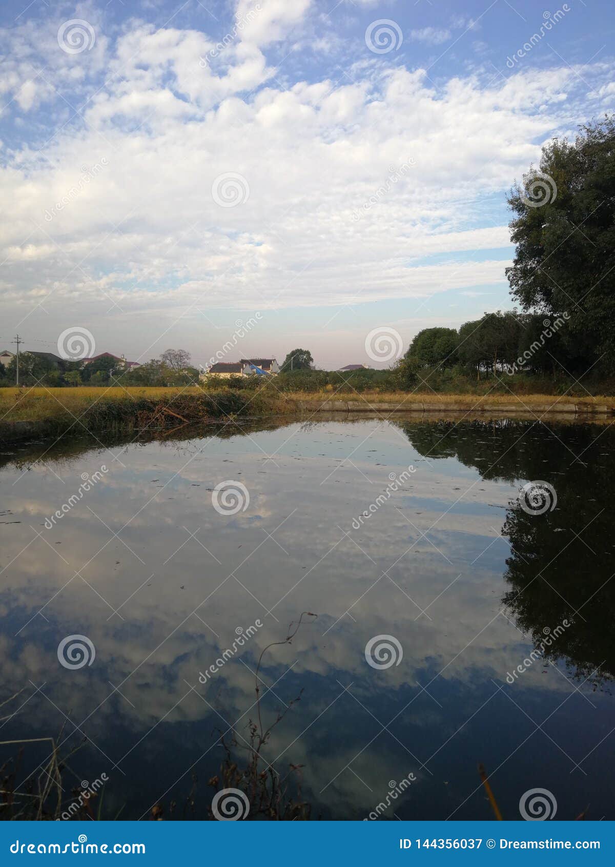 Water Flower with Mirror Effect Stock Image - Image of element, line ...