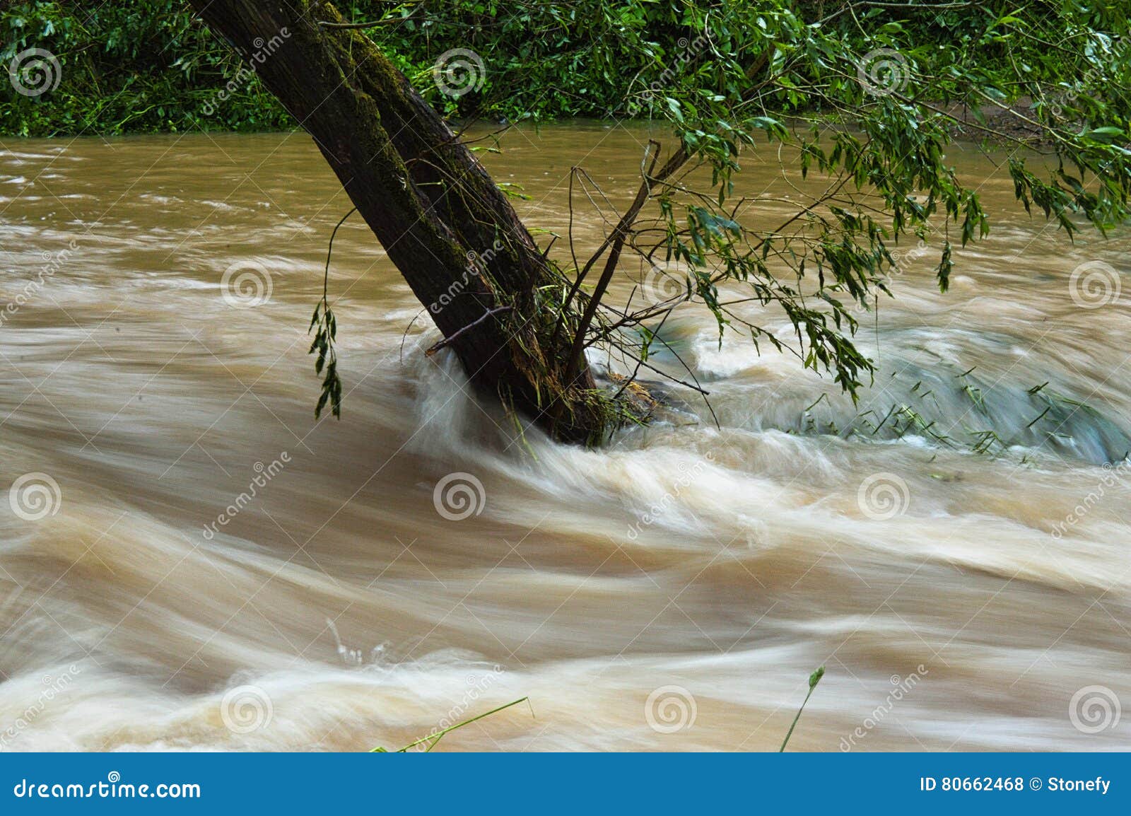 Water Flowing Against a Tree Bark Stock Photo - Image of ripples ...