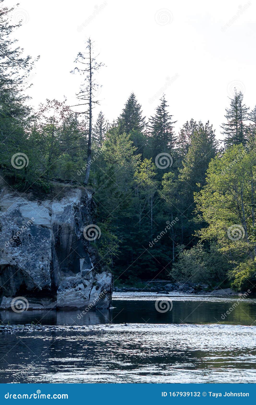 Water Flowing Along Green River in Washington State in Forest Stock ...