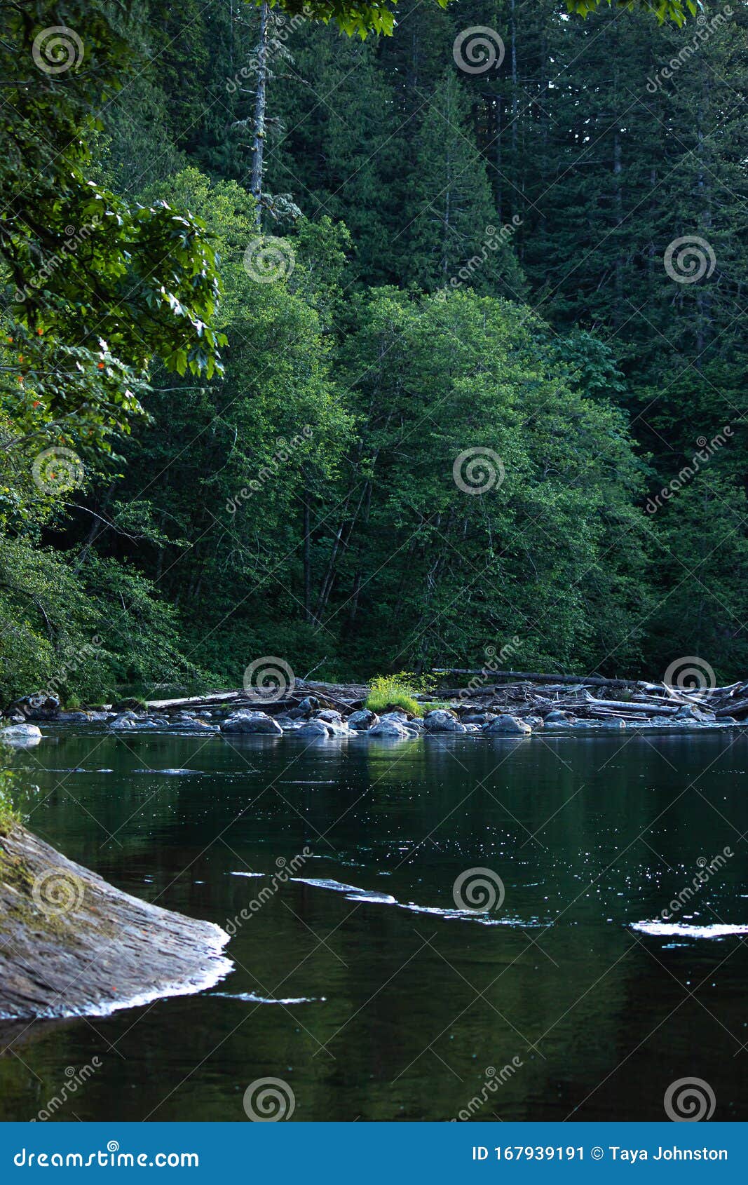 Water Flowing Along Green River in Washington State in Forest Stock ...