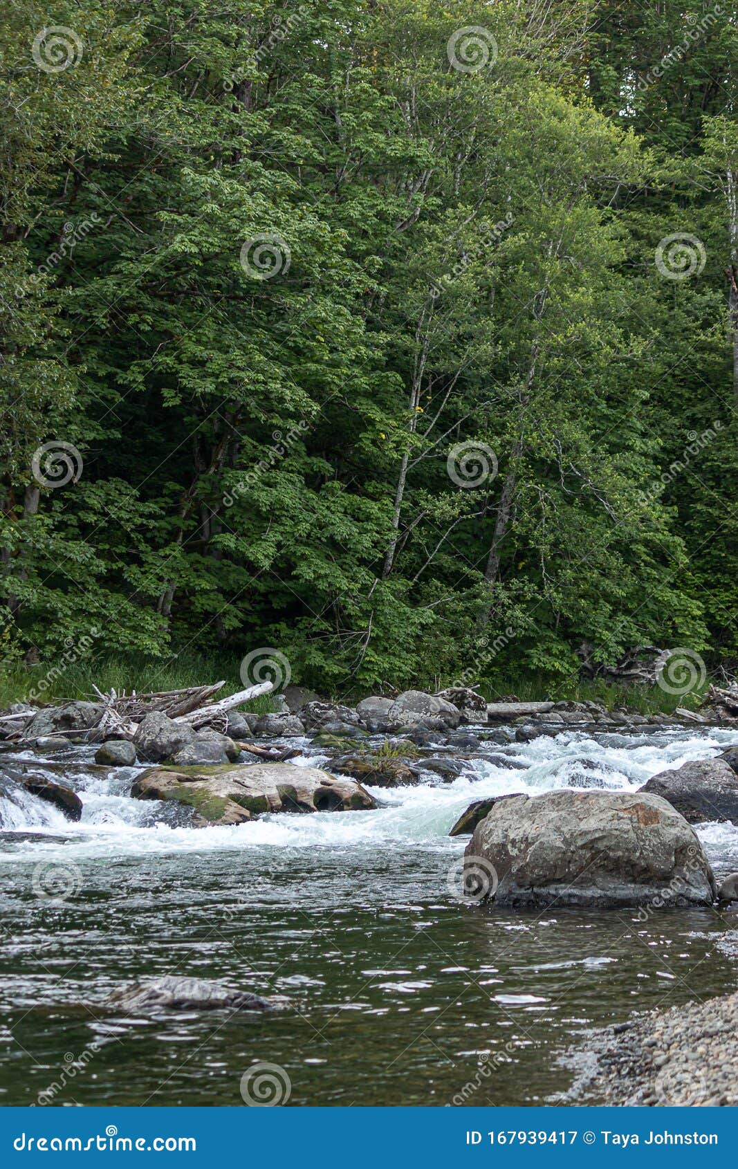 Water Flowing Along Green River in Washington State in Forest Stock ...