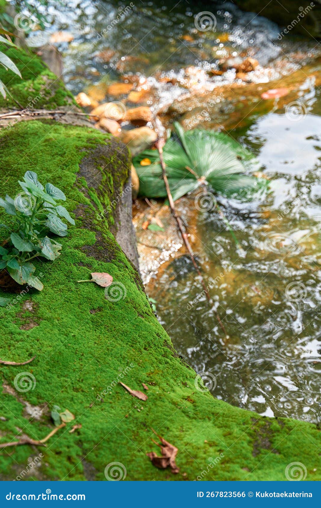 Water Flowing Down the Moss-covered Rocks in the Jungle Stock Photo ...