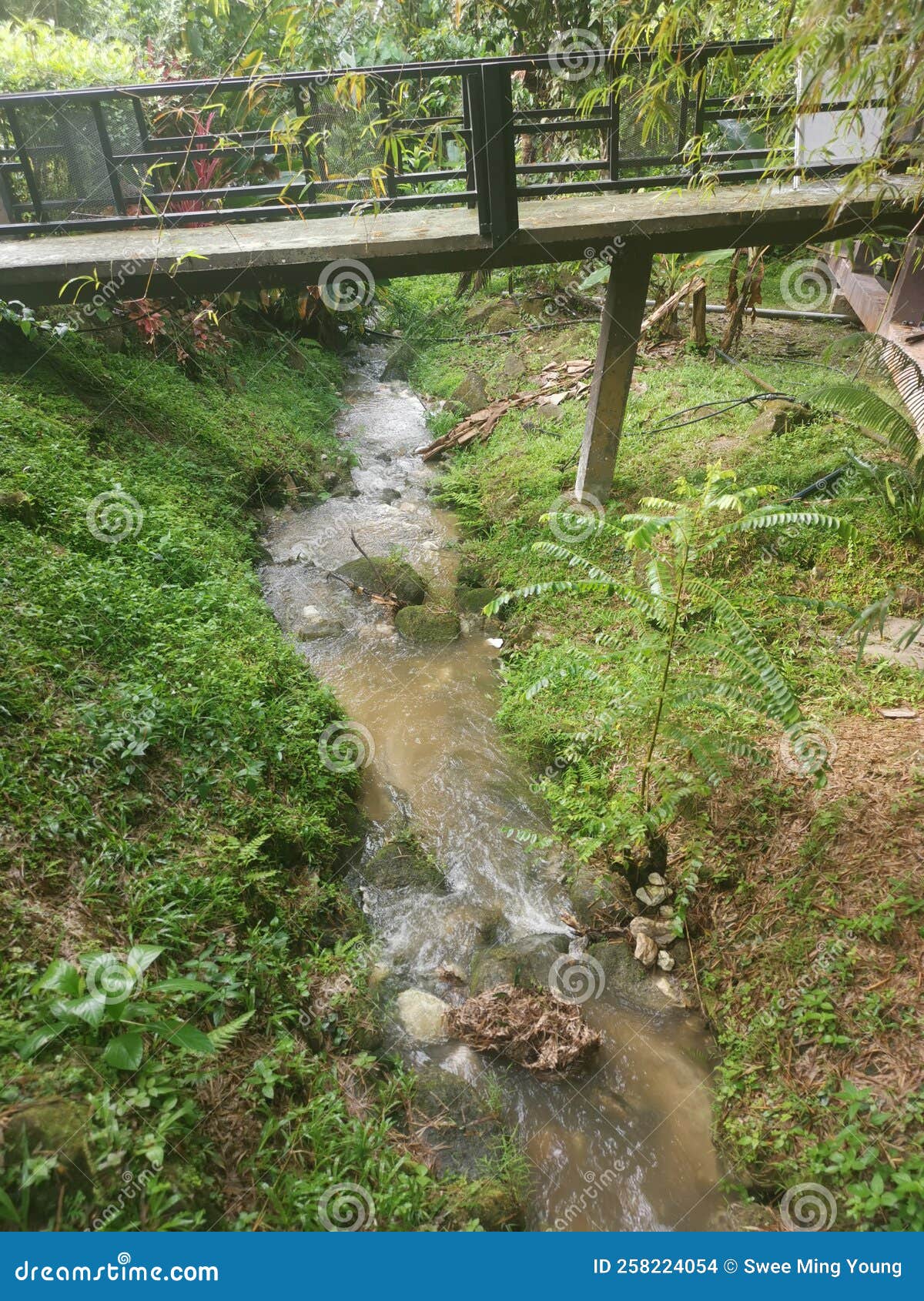 Water Flowing Down the Rocky River Stream Stock Photo - Image of lush ...