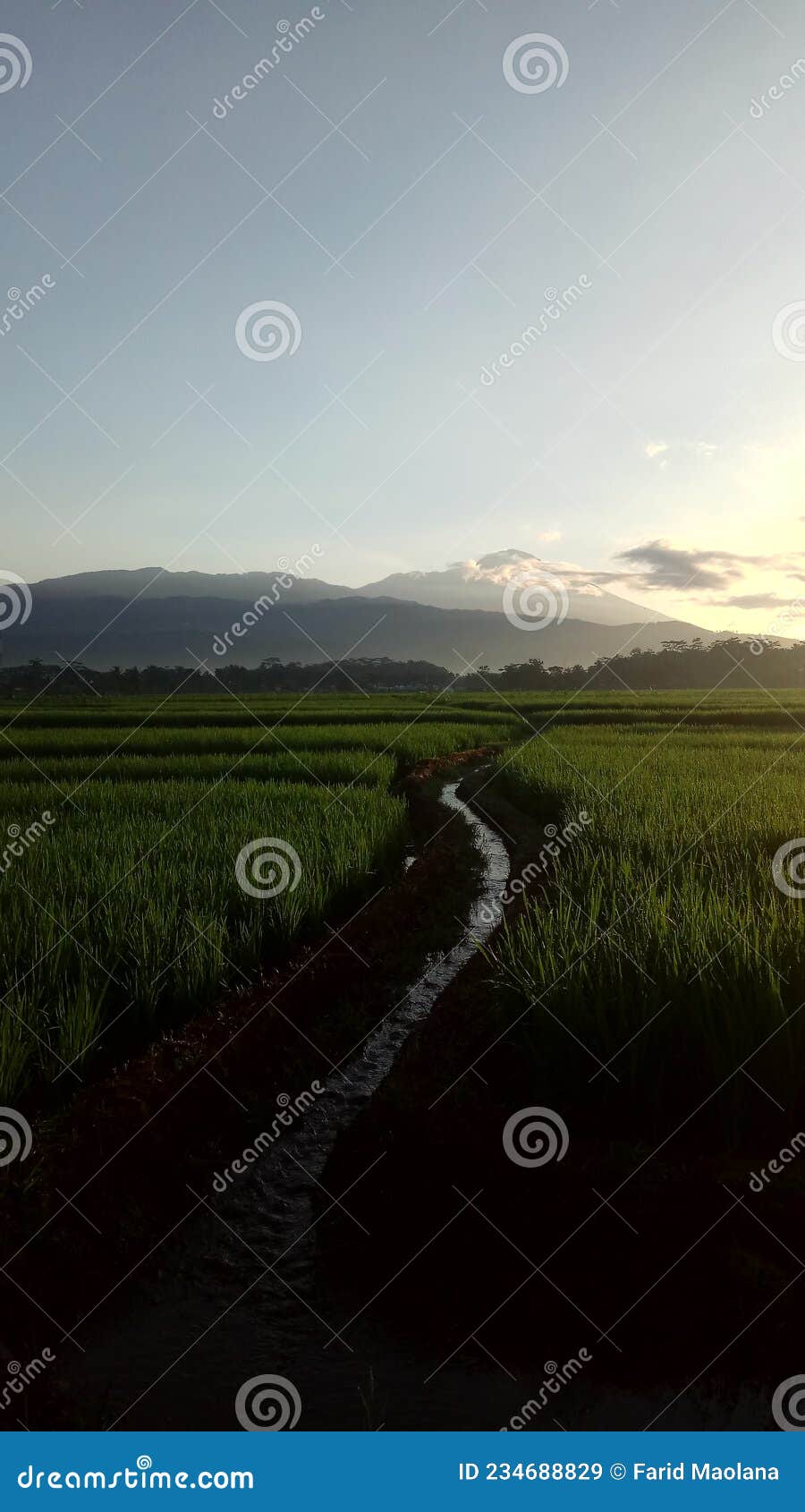 Water Flowing between the Fields Stock Image - Image of soil, morning ...