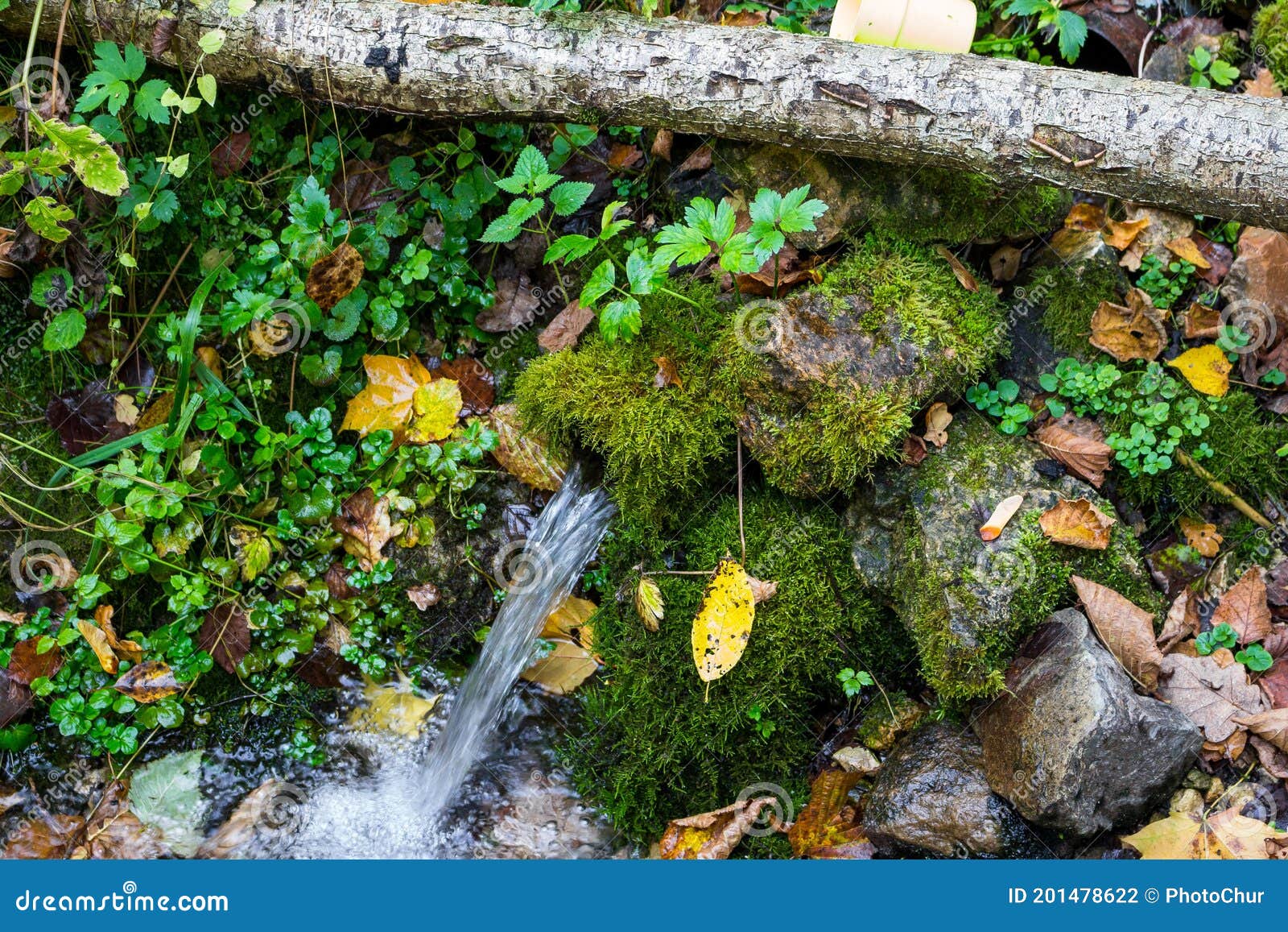 Water Flowing from a Forest Spring Stock Photo - Image of rill, wild ...