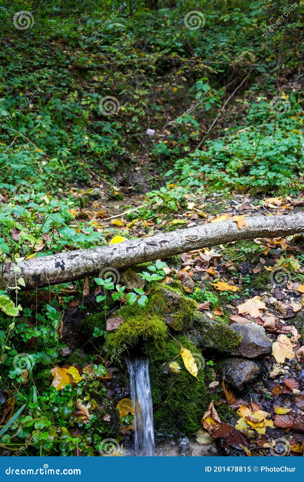 Water Flowing from a Forest Spring Stock Image - Image of drinking ...