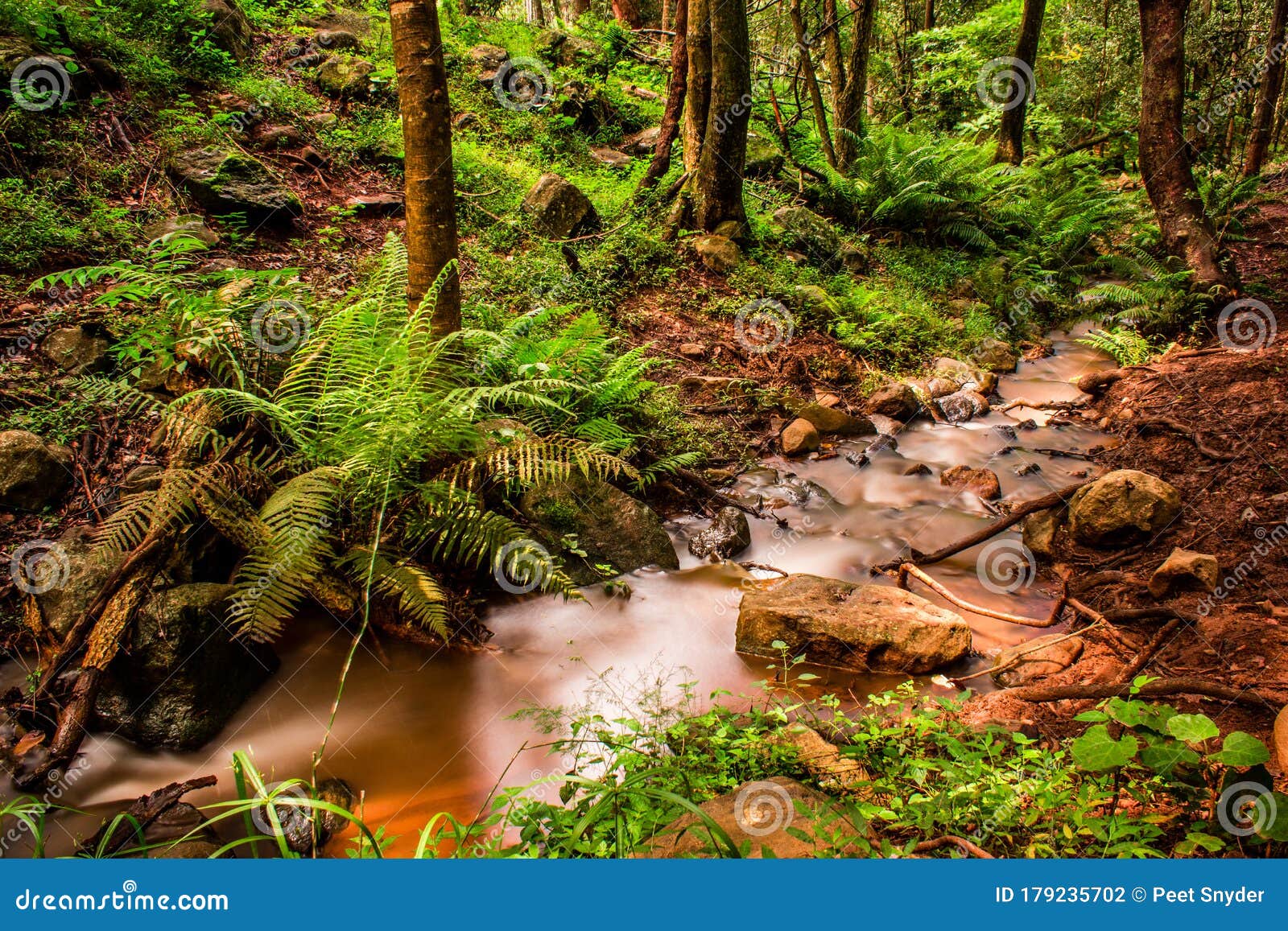 Water Flowing through a Forrest Stock Photo - Image of creek, plant ...
