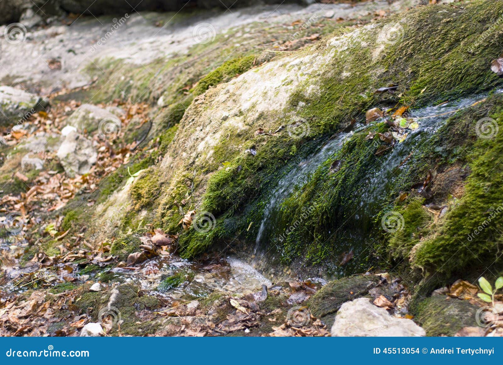 Water Flowing through Moss on the Stone Stock Photo - Image of stone ...