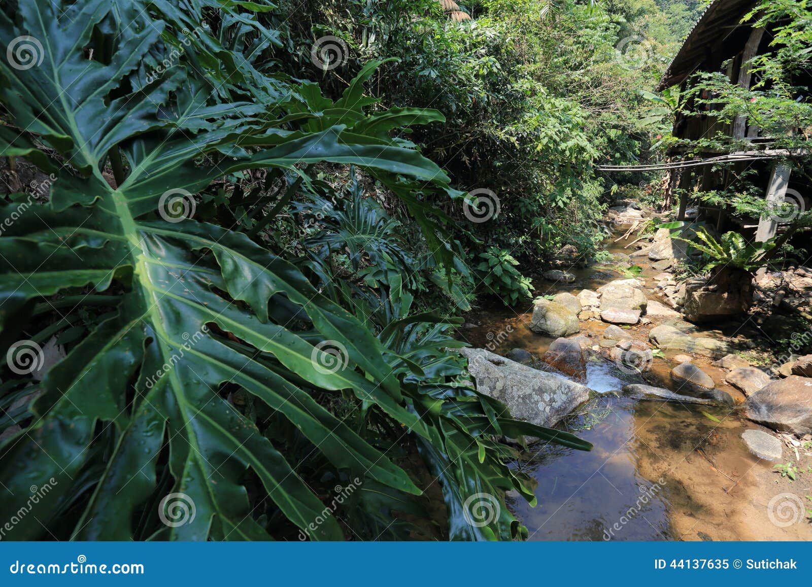 Water Flowing in Natural River Stock Image - Image of water, beautiful ...